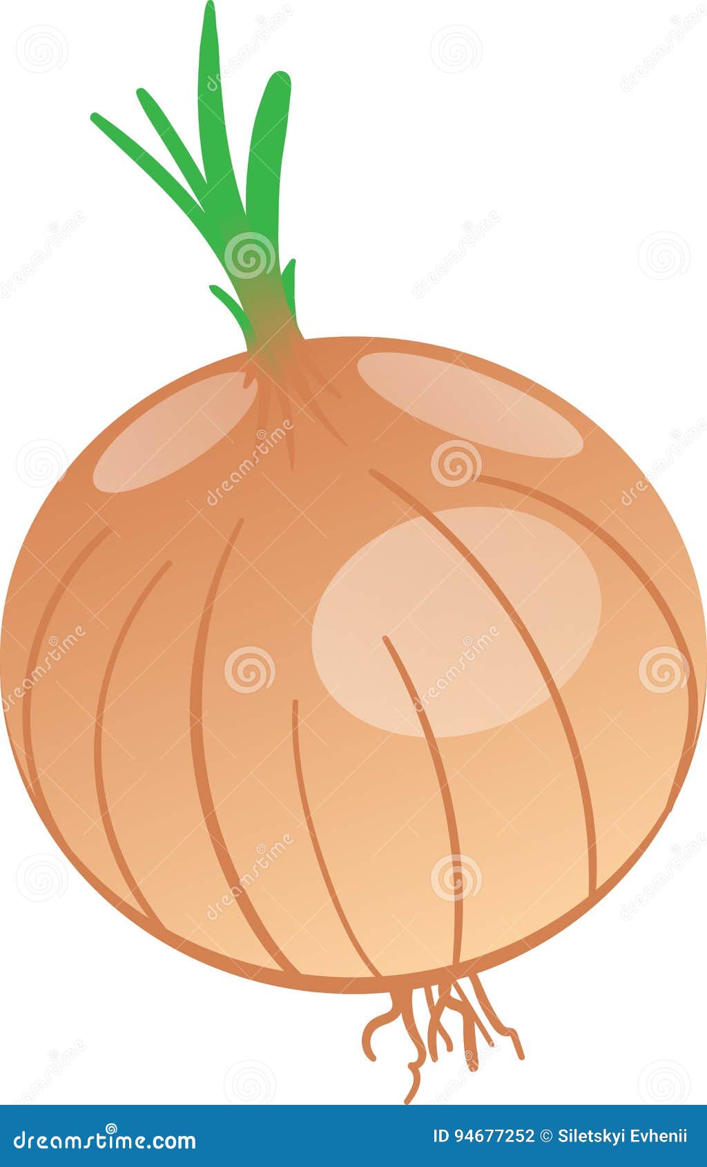 Dibujo Del Vector De La Cebolla Ilustración del Vector - Ilustración de ...