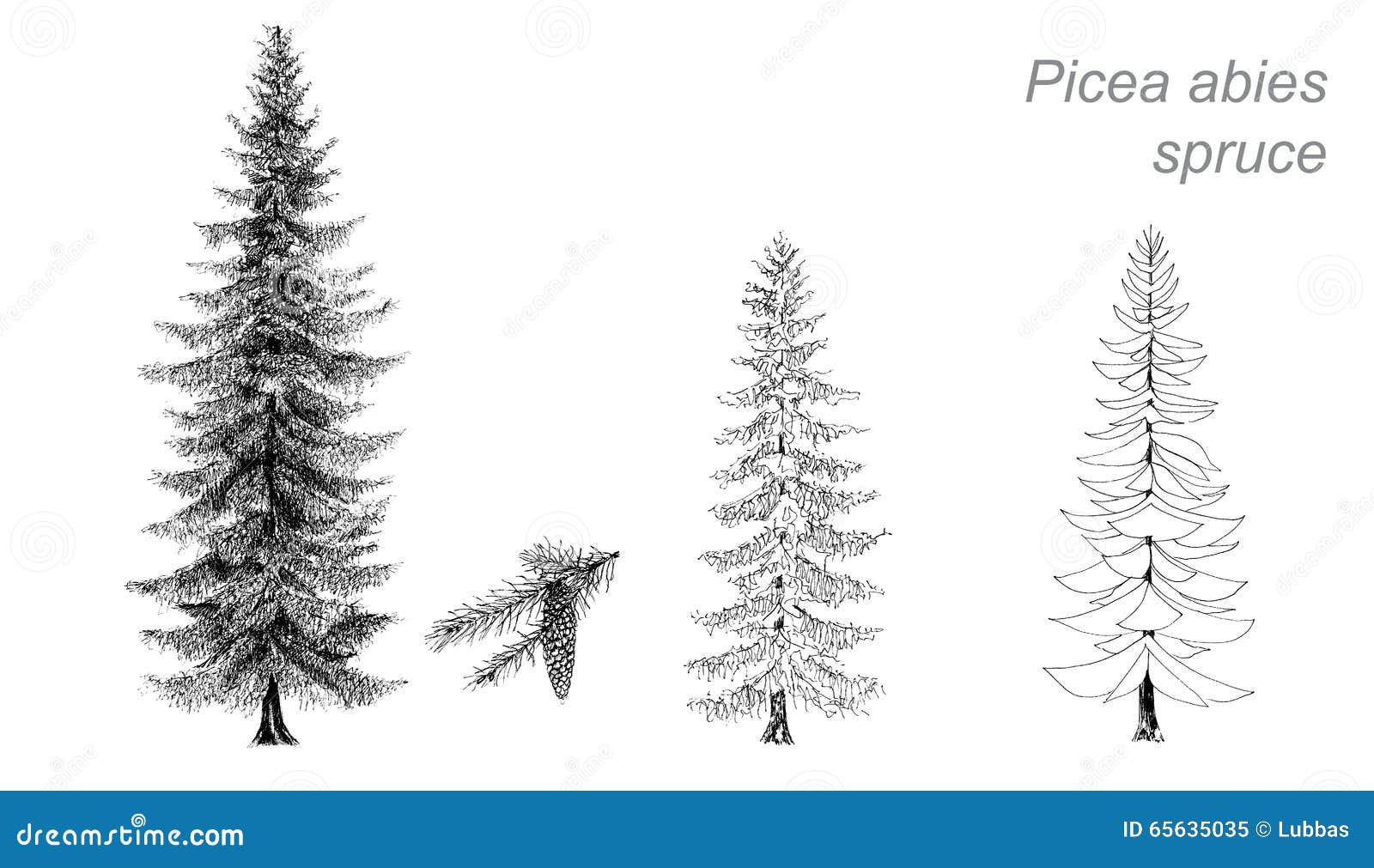 Dibujo Del Vector De La Picea (la Picea Abies) Ilustración del Vector ...