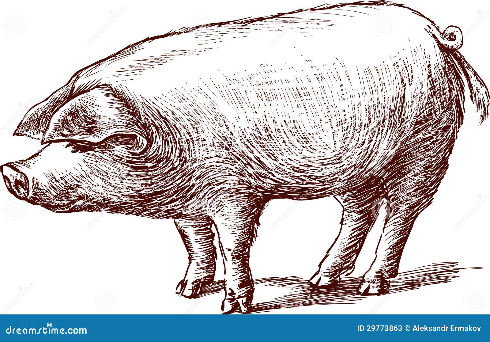 Cerdo ilustración del vector. Ilustración de blanco, hocico - 29773863