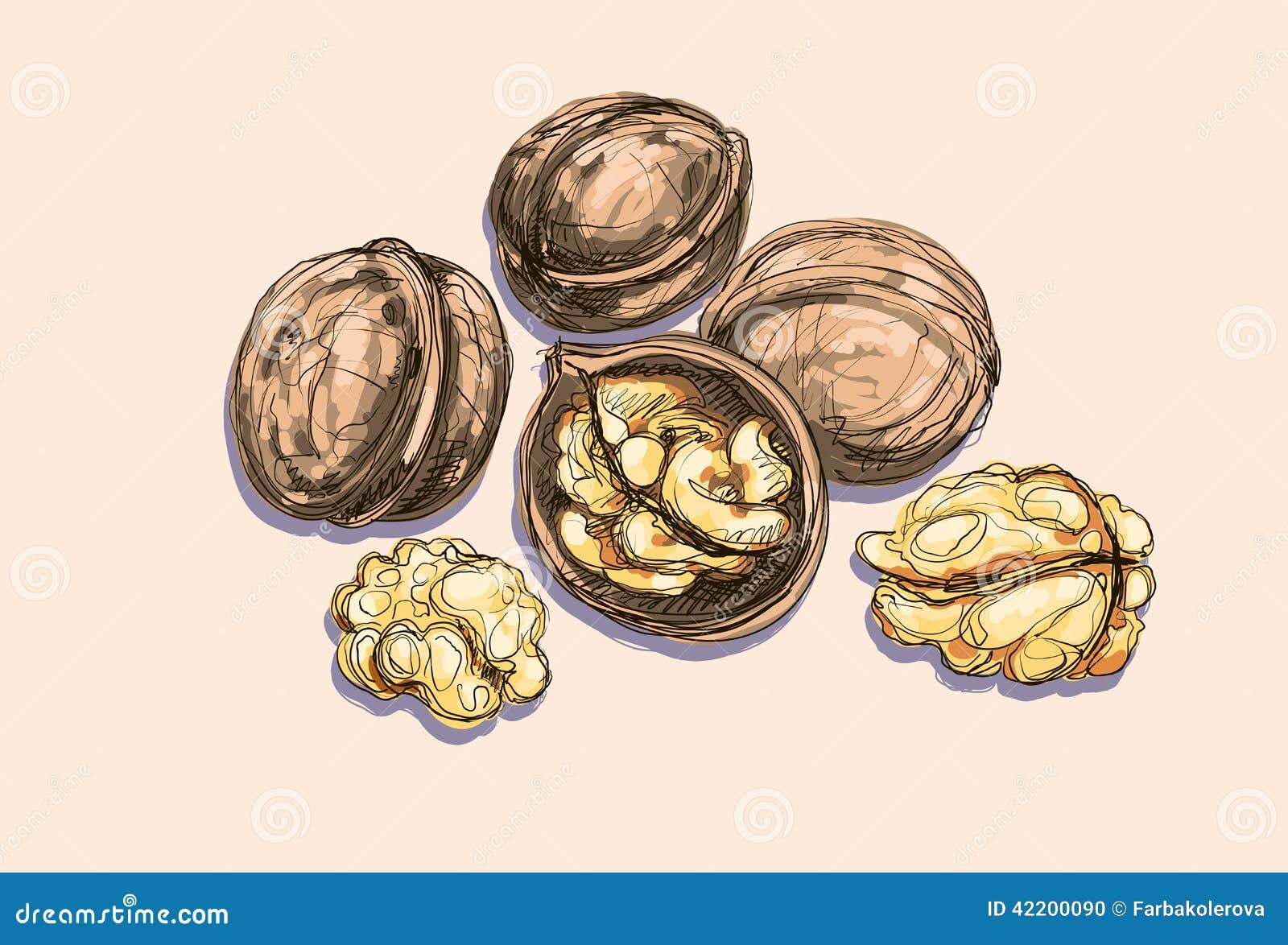 Dibujo Del Vector Del Nueces Ilustración del Vector - Ilustración de ...