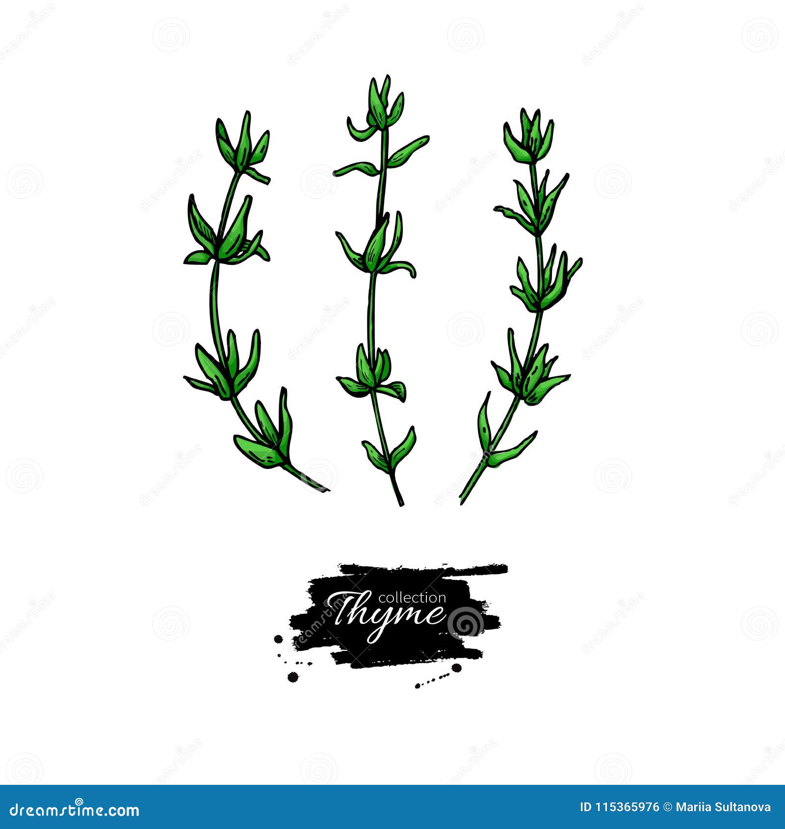 Dibujo Del Vector Del Tomillo Planta Aislada Del Tomillo Con Las Hojas ...