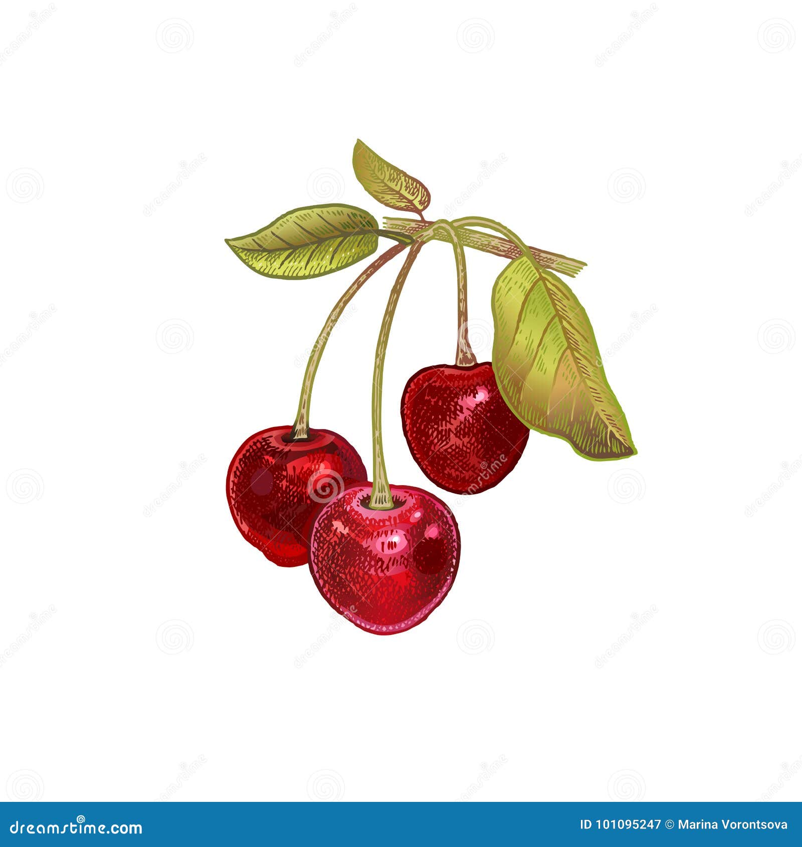 Dibujo Realista De La Cereza Ilustración del Vector - Ilustración de ...