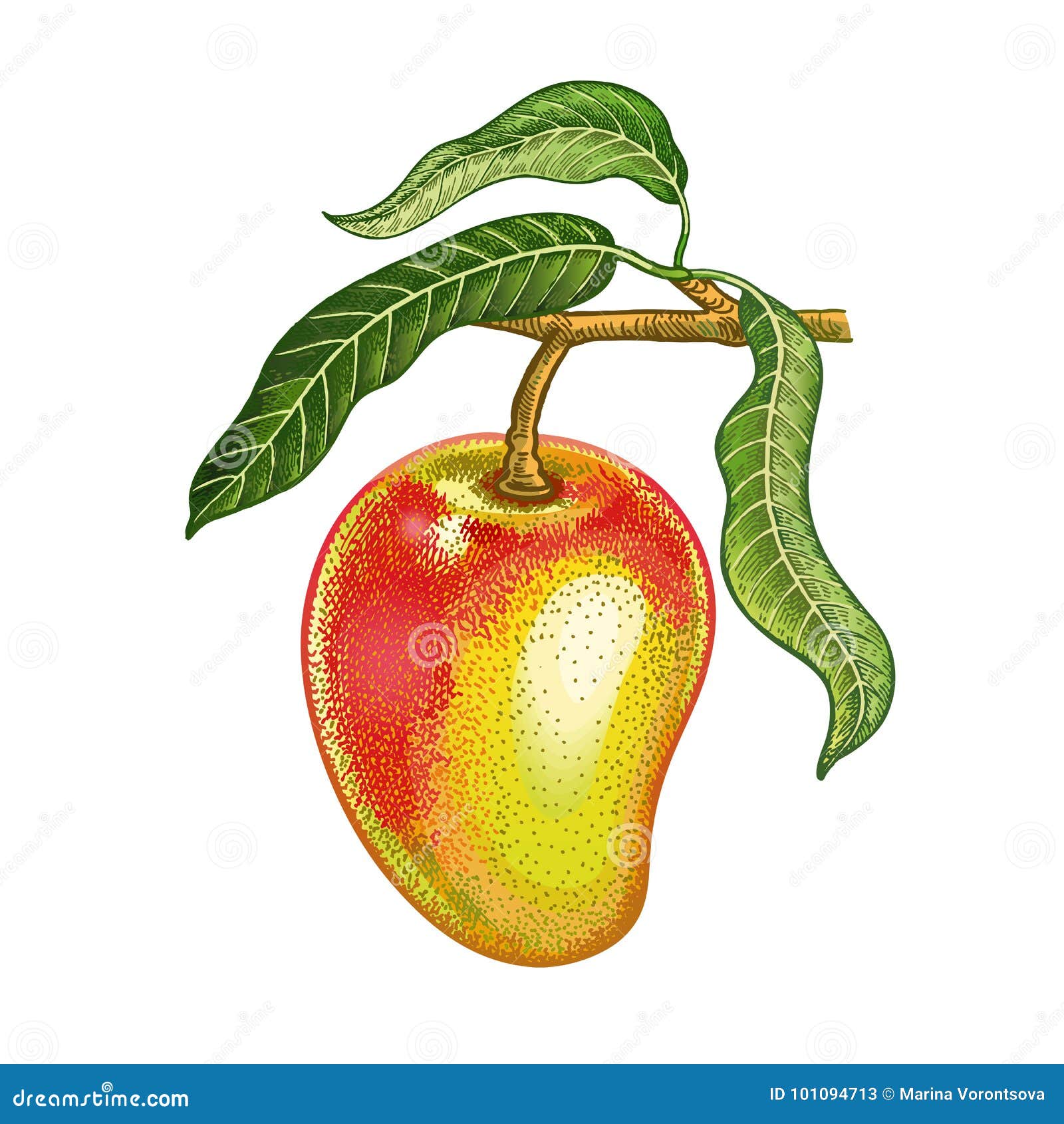 Dibujo realista del mango ilustración del vector. Ilustración de frutas ...