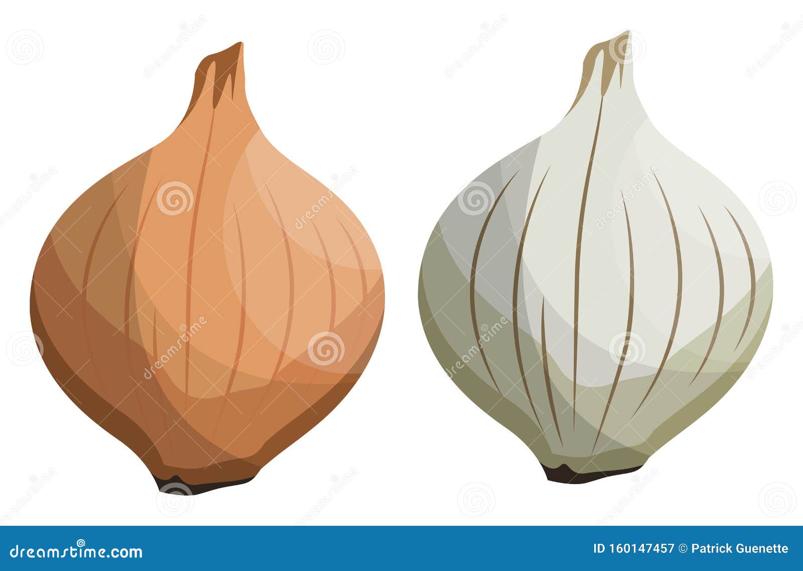 Dibujo Vectorial De Cebolla MarrÃ³n Y Blanca Ilustración del Vector ...