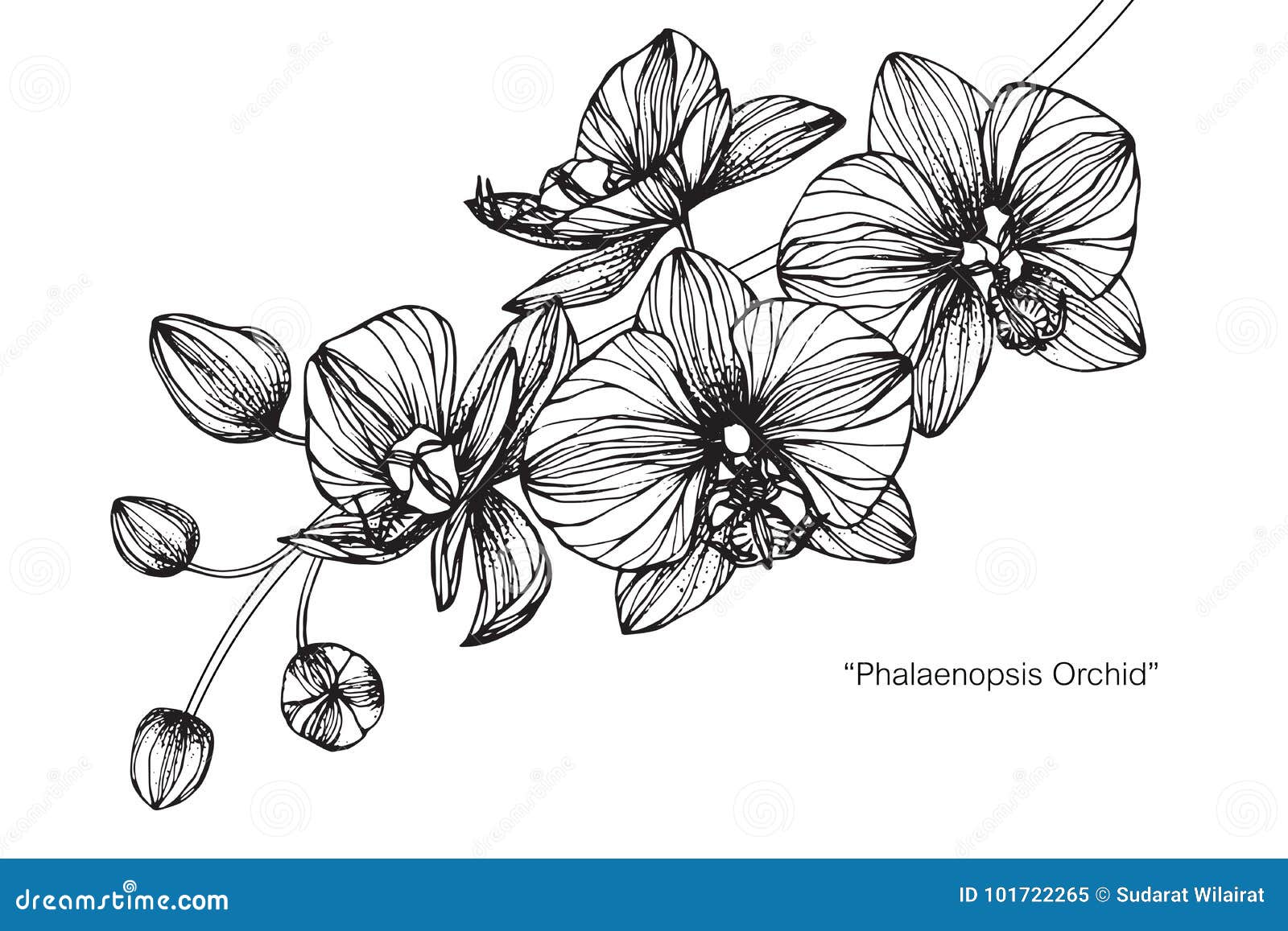 Dibujo Y Bosquejo De La Flor De La Orquídea Ilustración del Vector ...