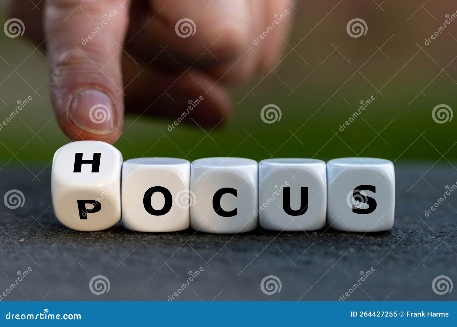 Hocus Pocus Rose Blooming In The Garden Royalty-Free Stock Photo ...