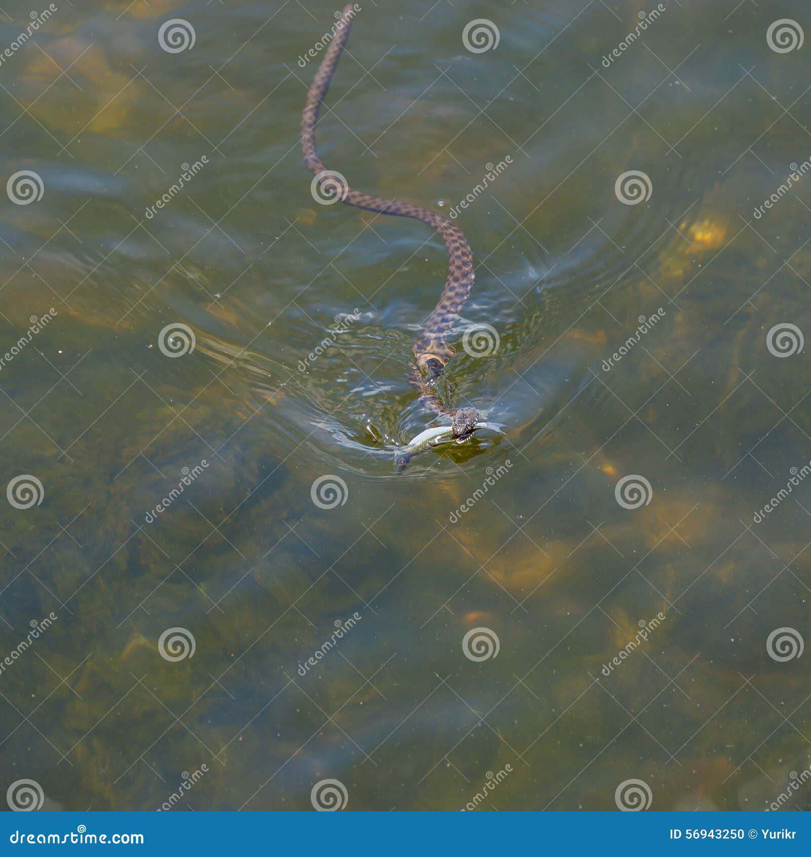 Aquatic Snake At The Bottom Of A Transparent Shallow River With Fish ...