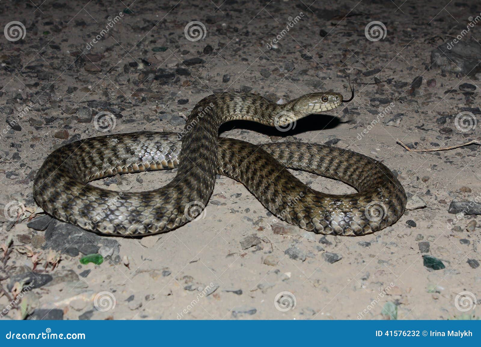 Dice Snake (Natrix Tassellata) Stock Photo - Image of soil, kazakhstan ...