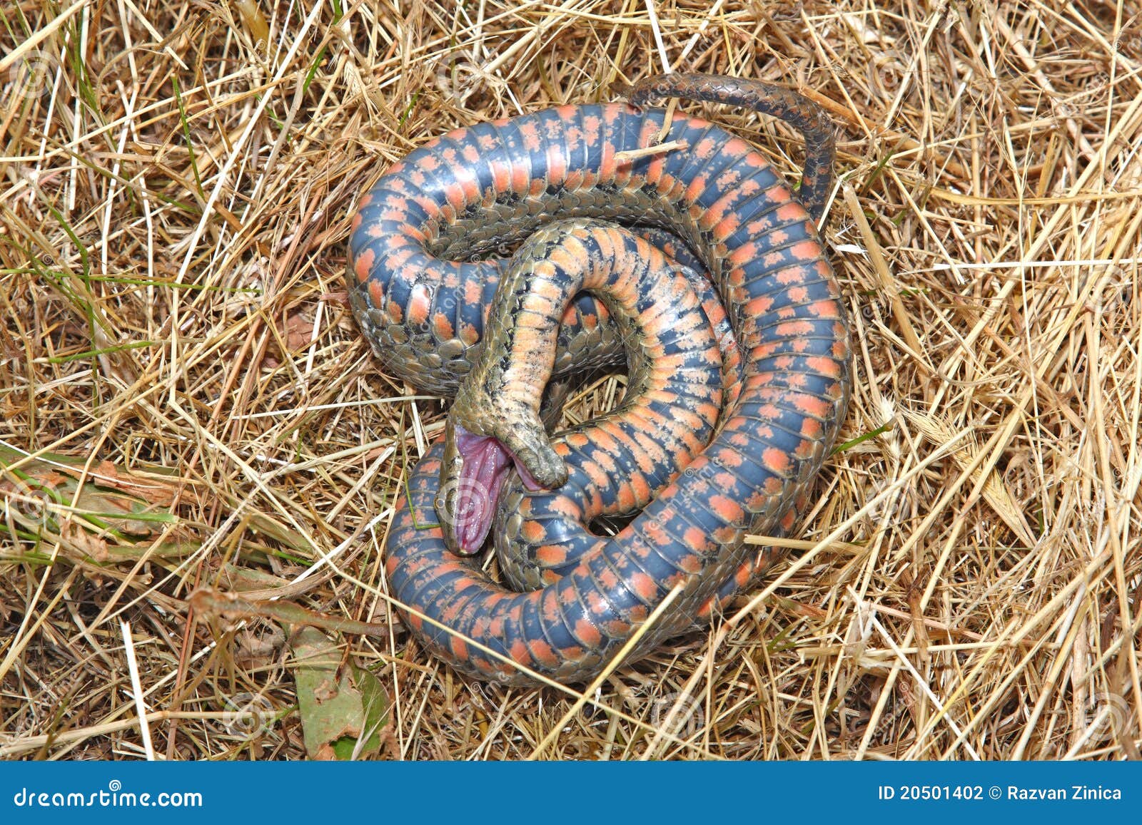 Dice Snake (natrix Tesellata) Stock Photo - Image of drug, ophidian ...