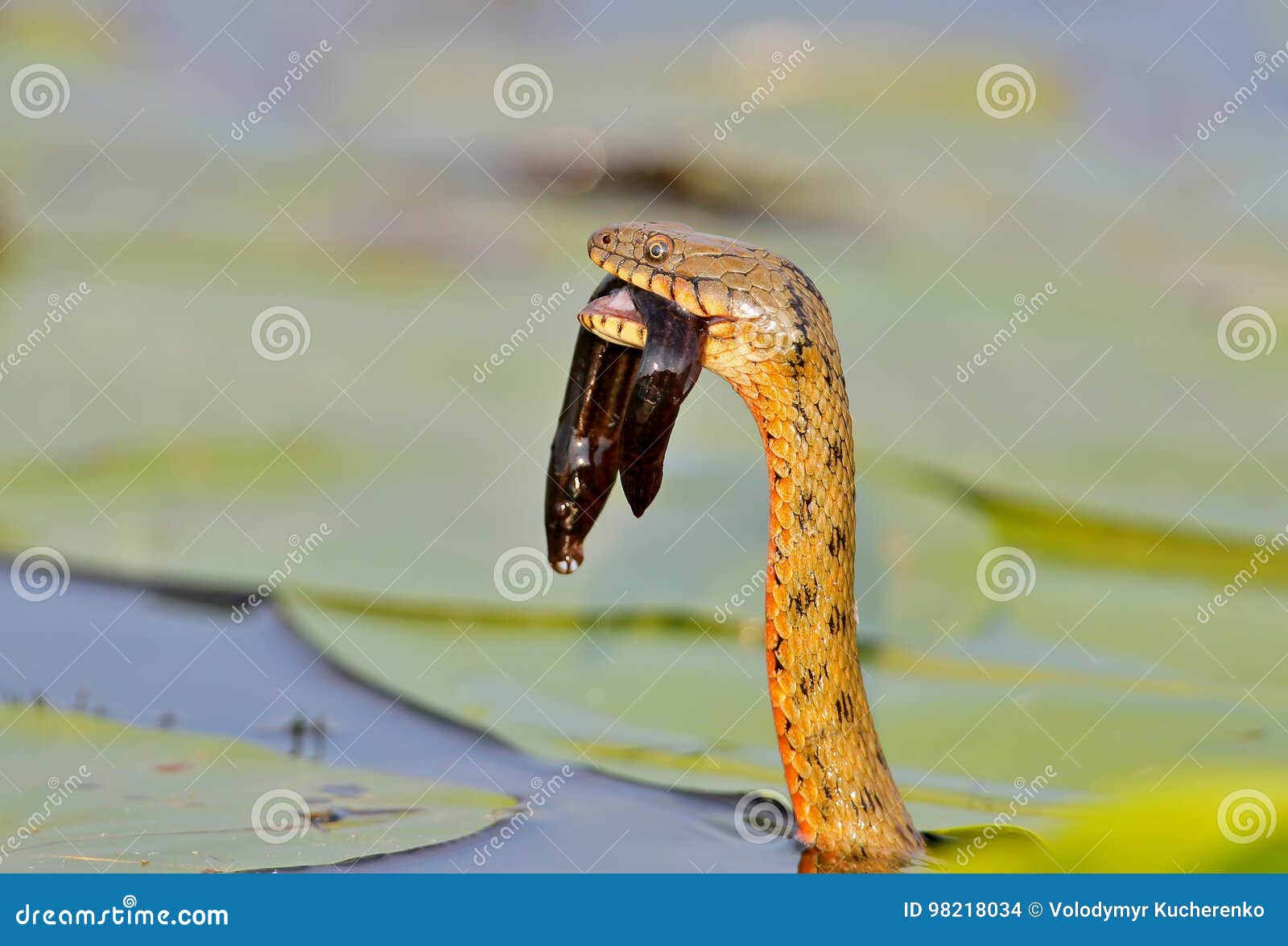 The Dice Snake Natrix Tessellata Caught a Fish and Eat it Stock Photo ...