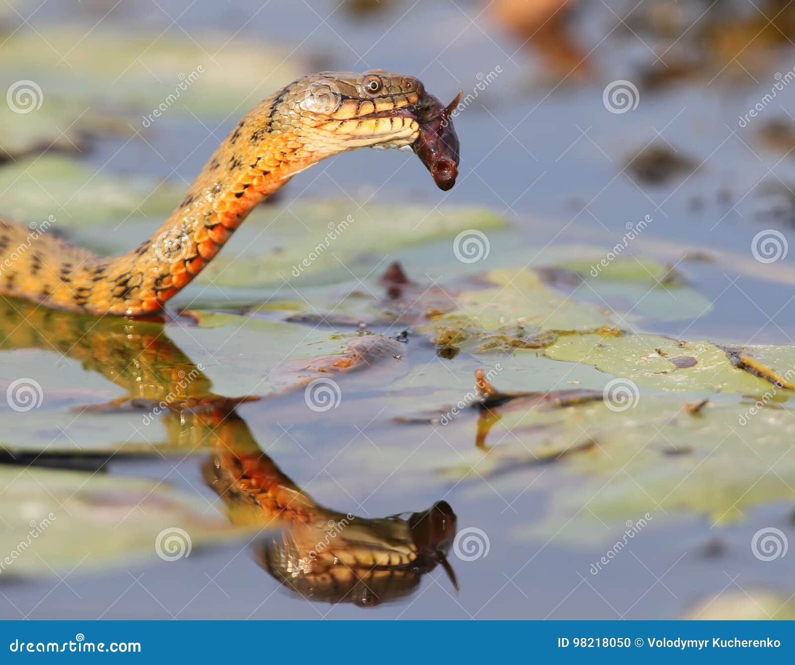The Dice Snake Natrix Tessellata Caught a Fish and Eat it Stock Photo ...