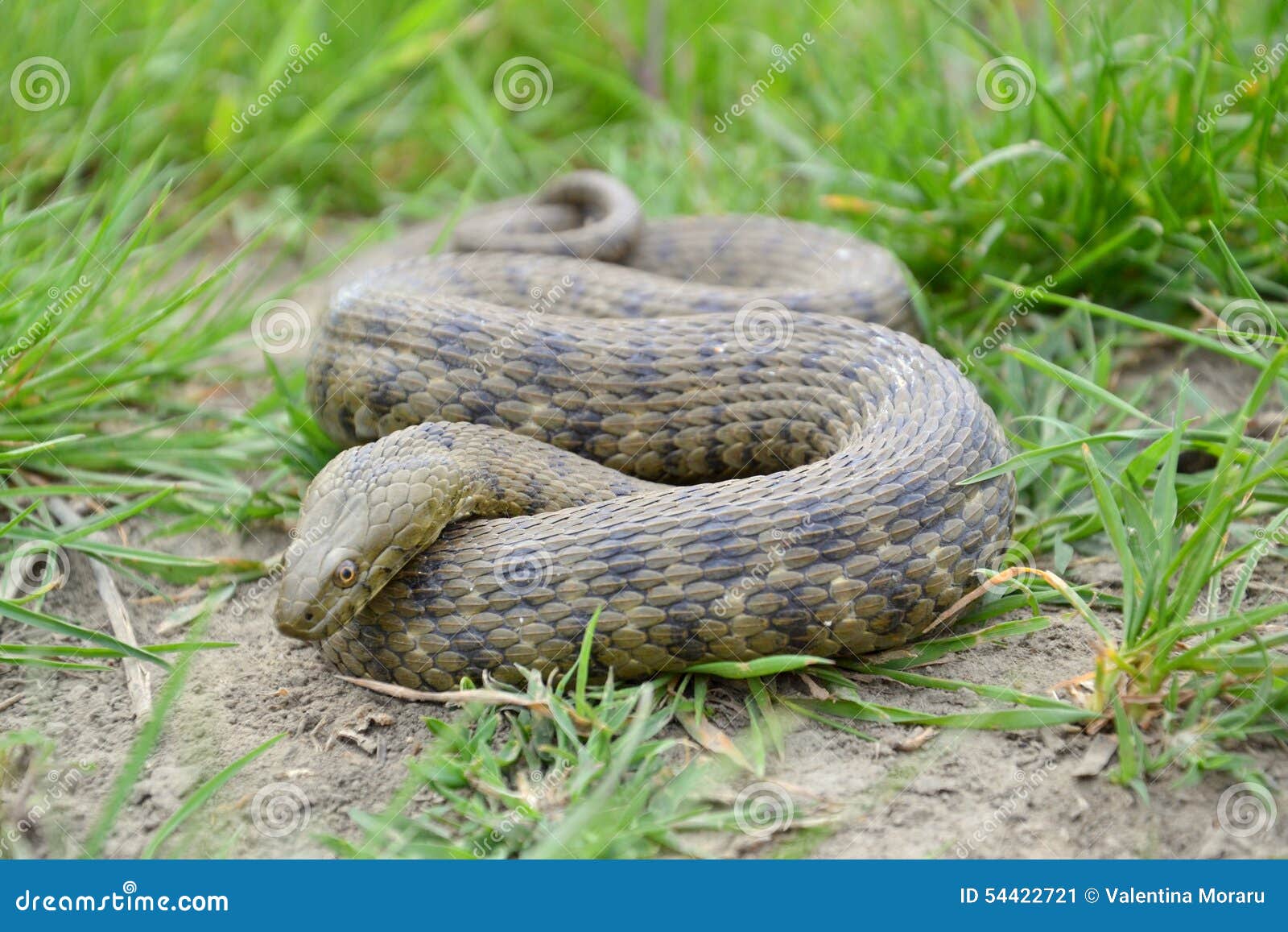 Dice Snake (Natrix Tessellata) Stock Image - Image of posture, coils ...