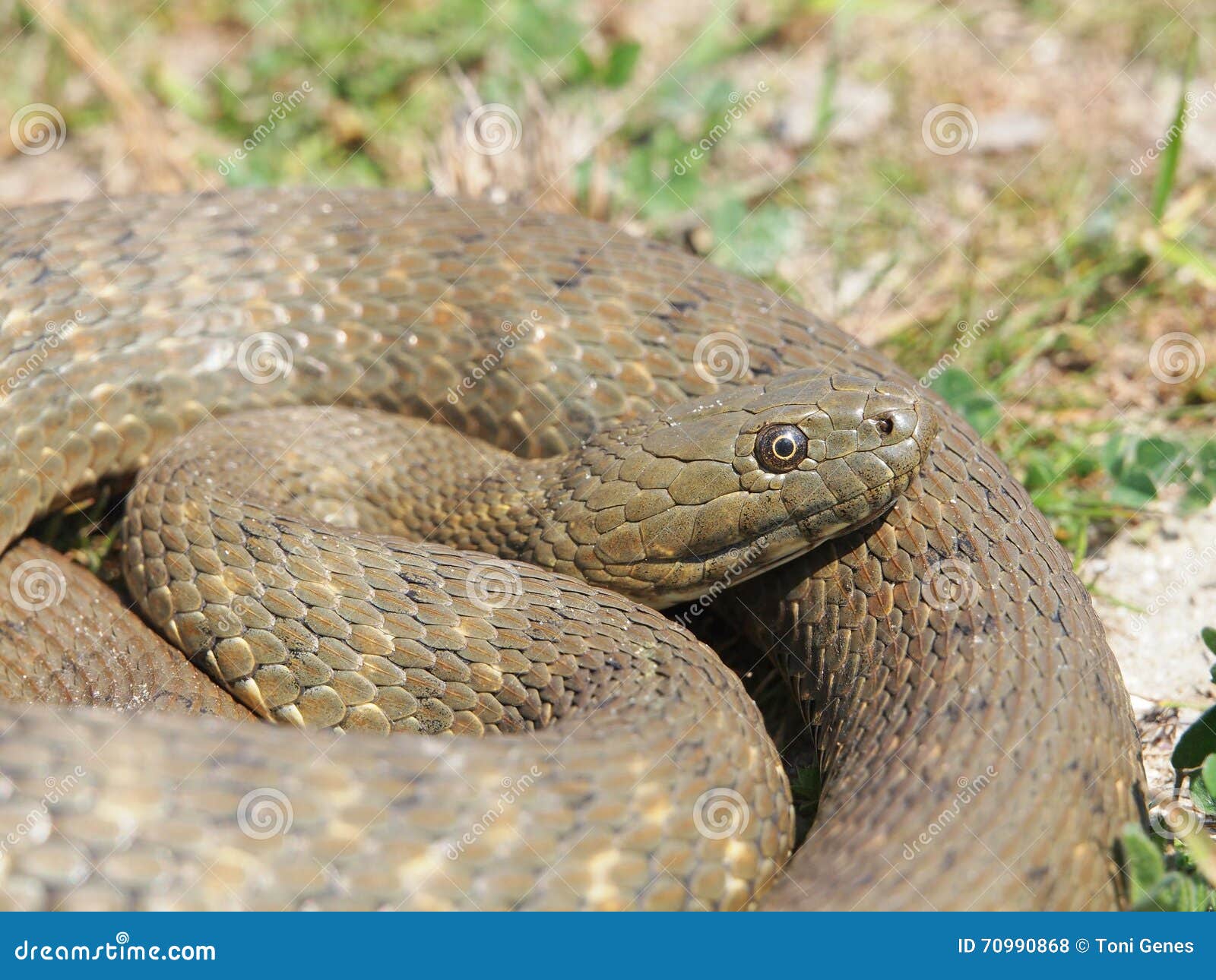 Dice Snake Natrix Tessellata Stock Photo - Image of reptile, natrix ...