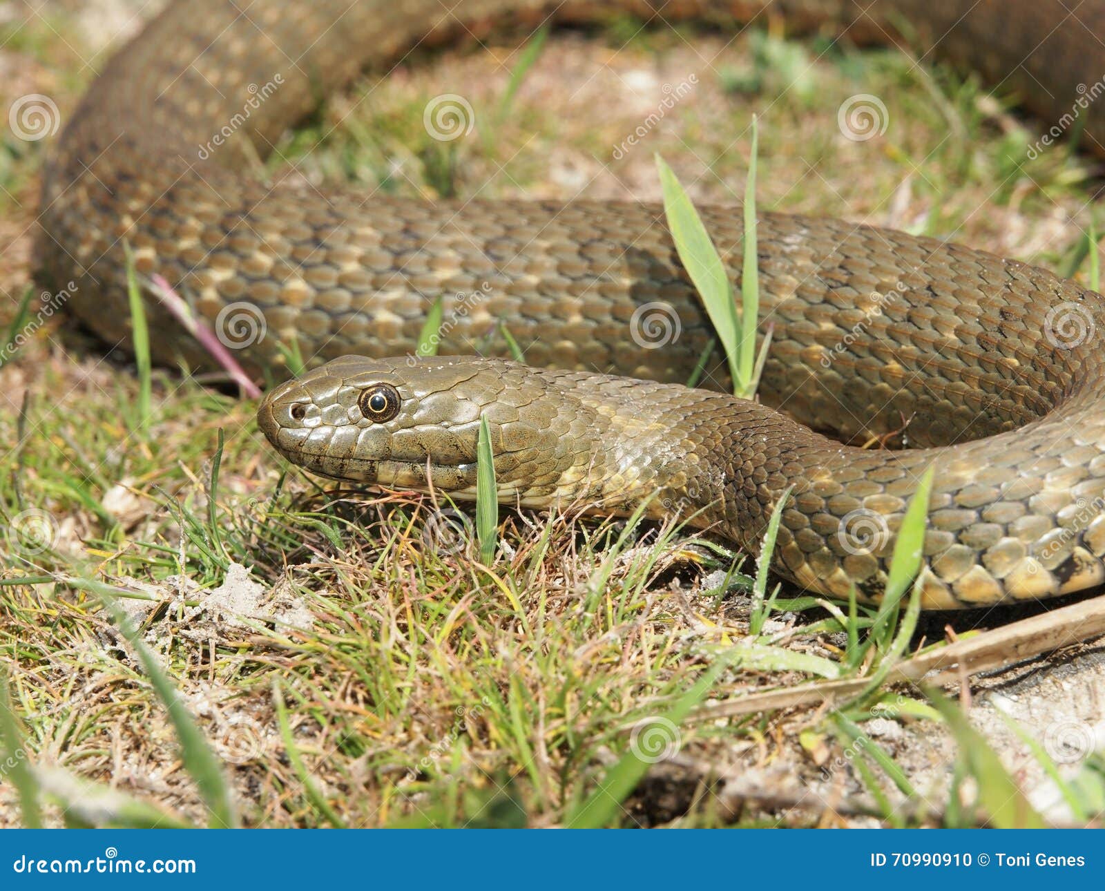 Dice Snake Natrix Tessellata Stock Photo - Image of reptiles, reptile ...