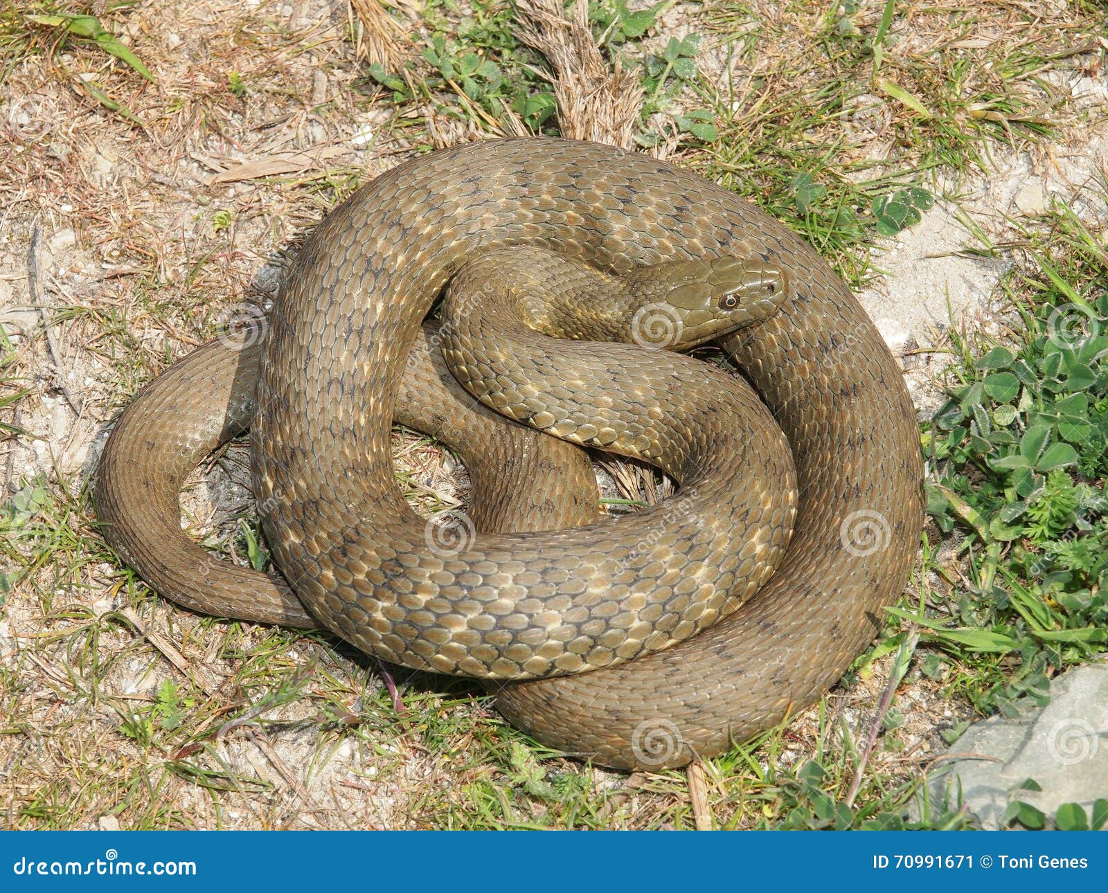 Dice Snake Natrix Tessellata Stock Image - Image of dice, natural: 70991671