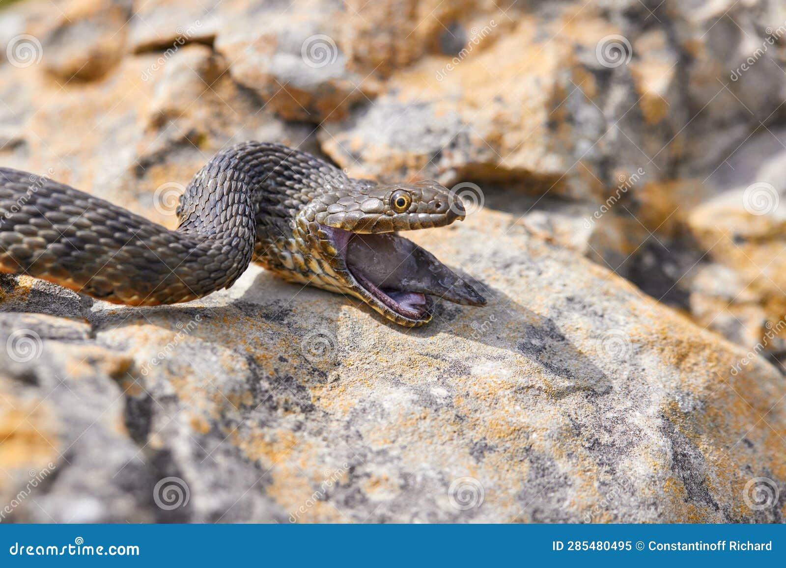 Dice Snake (Natrix Tessellata) in Natural Habitat Stock Image - Image ...