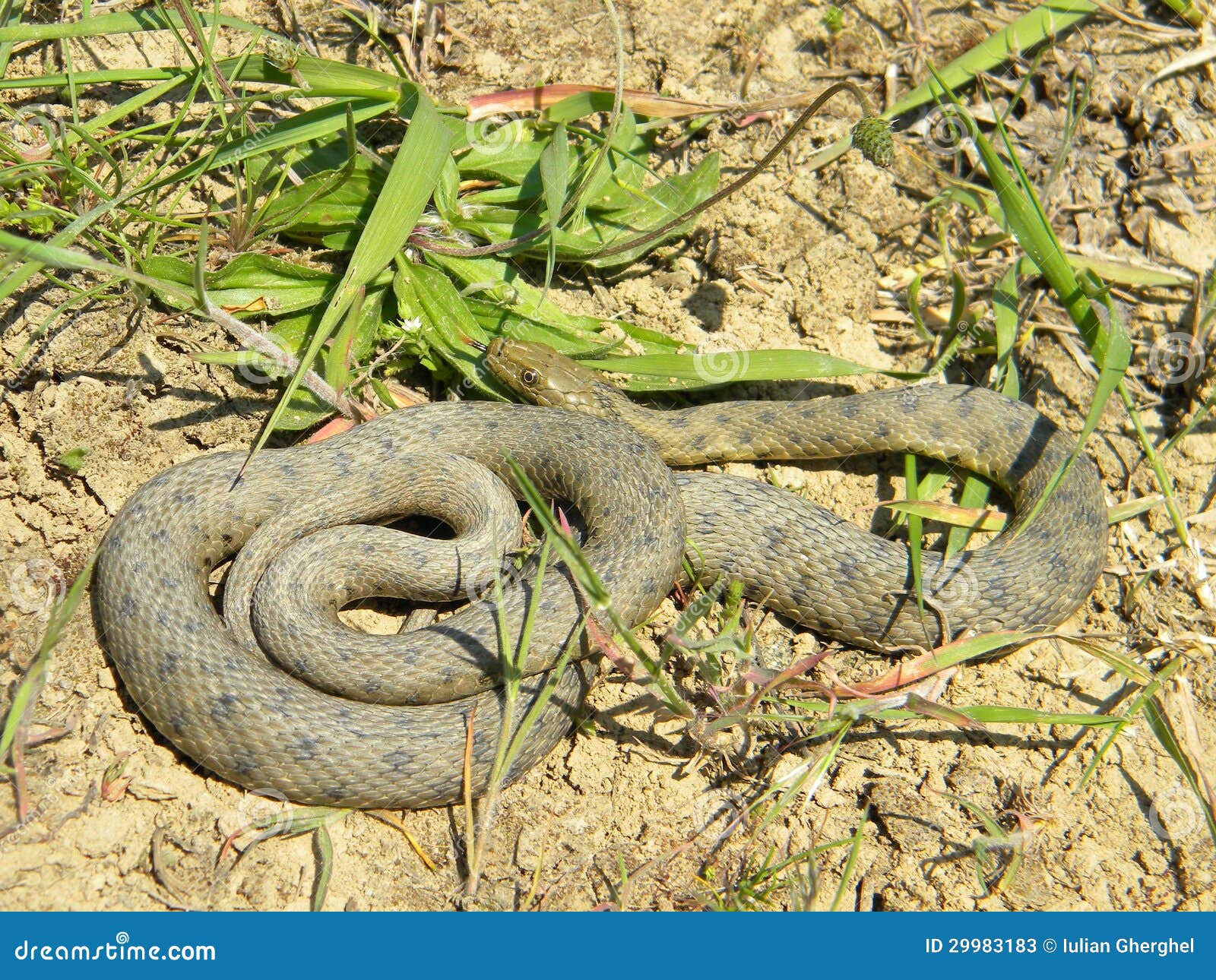 Natrix Tessellata - Dice Snake - Stock Image - Image of posture, scales ...