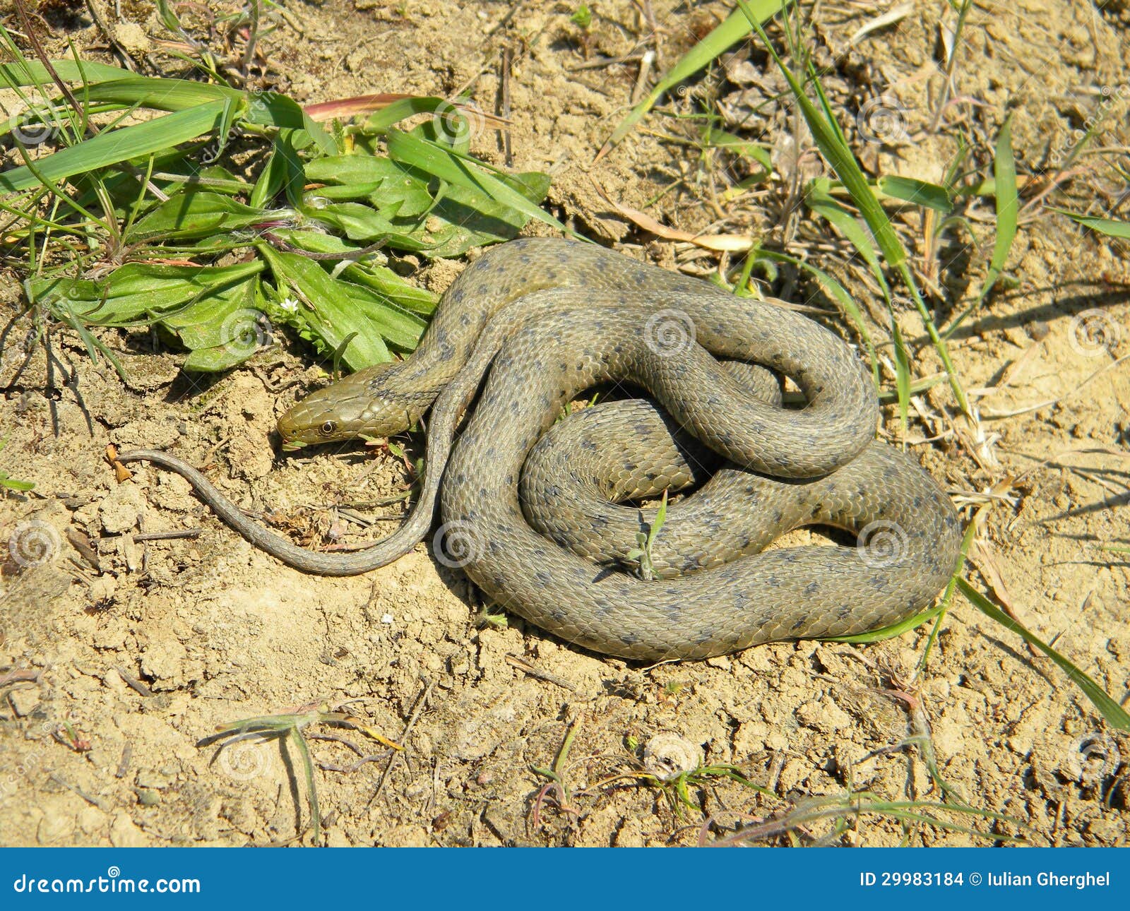 Natrix Tessellata - Dice Snake - Stock Photo - Image of natrix, dice ...
