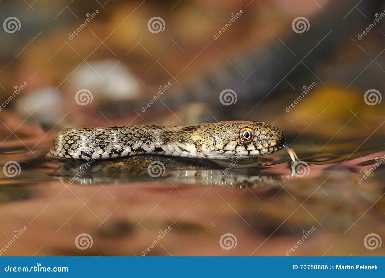 Dice Snake - Natrix Tessellata Stock Photo - Image of closeup, eyes ...