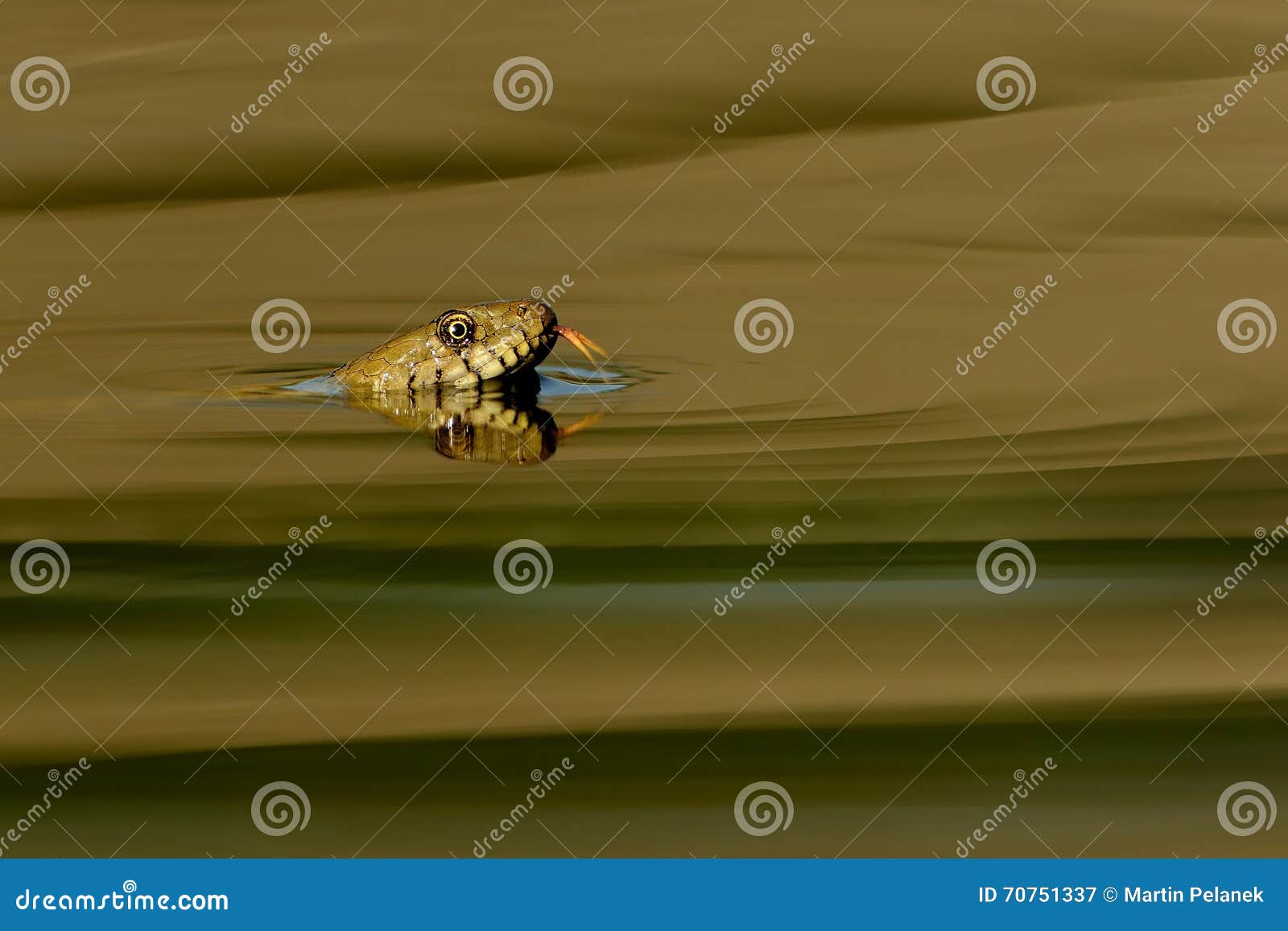Dice Snake - Natrix Tessellata Stock Image - Image of natrix, european ...
