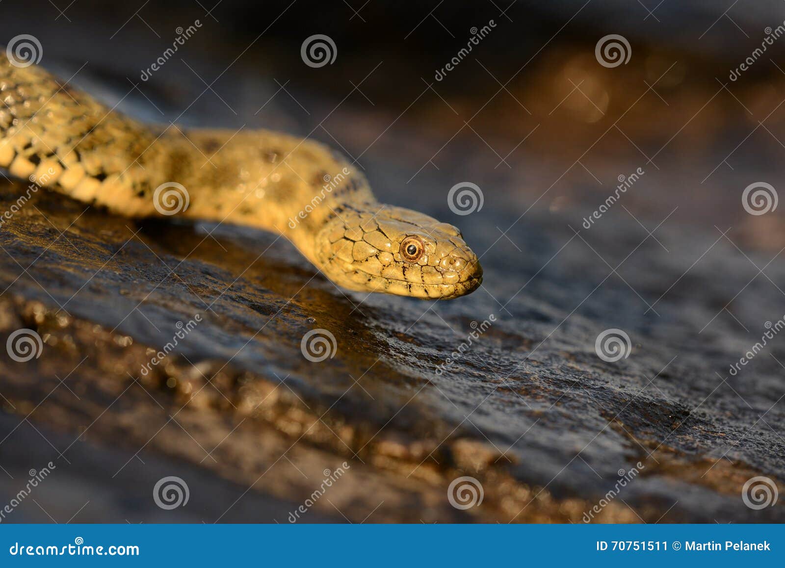Dice Snake - Natrix Tessellata Stock Image - Image of lake, animal ...