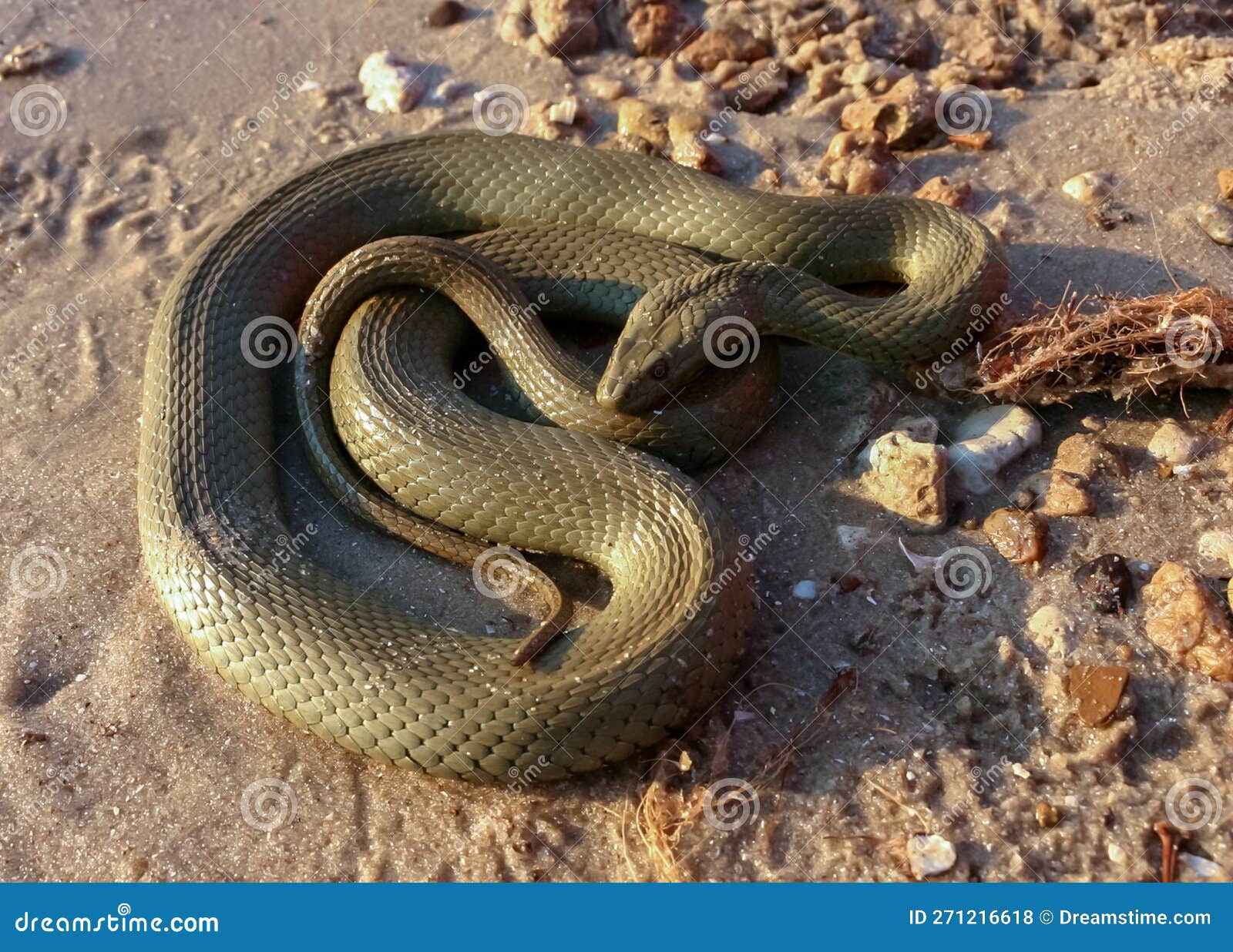 The Dice Snake (Natrix Tessellata), a Water Snake Basks in the Sun on ...