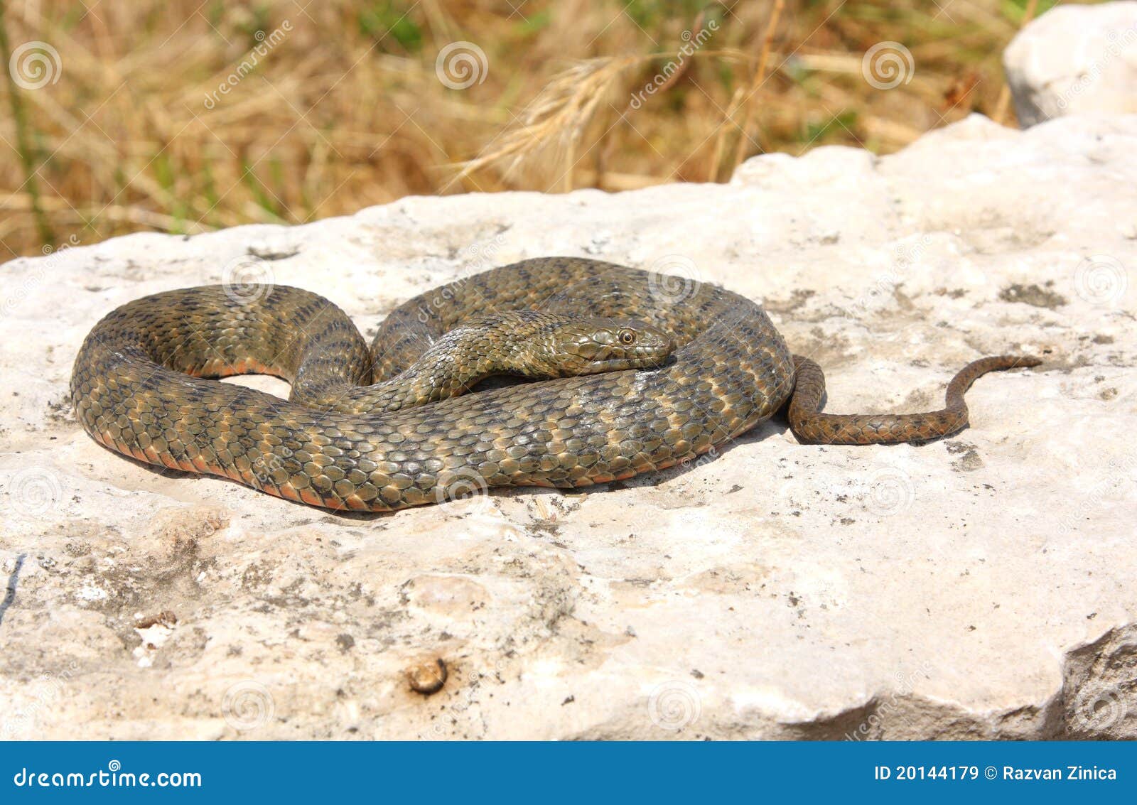 Dice Snake Resting in Sun Light Stock Image - Image of queue, venom ...