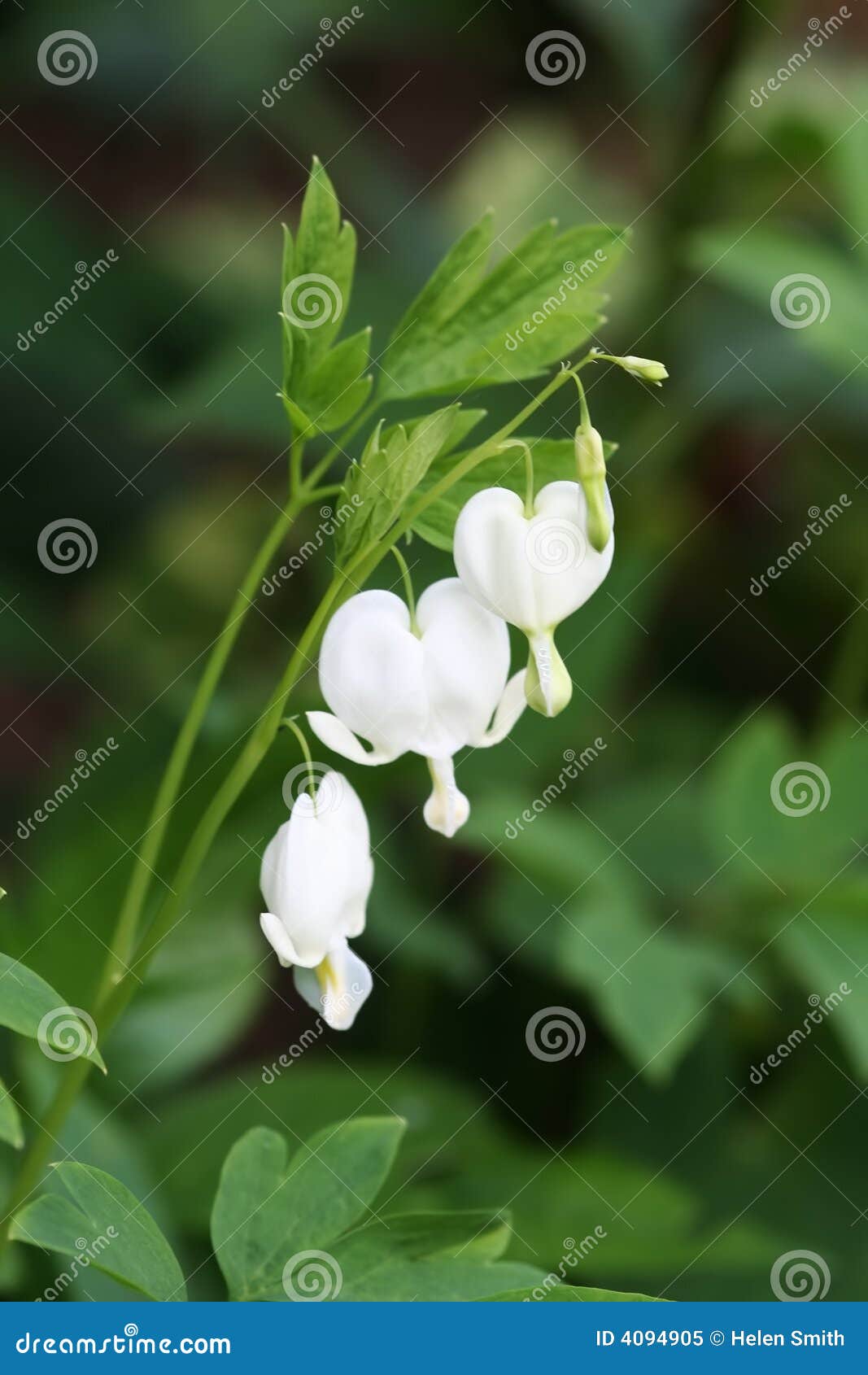 Dicentra Alba stock image. Image of macro, white, dicentra - 4094905