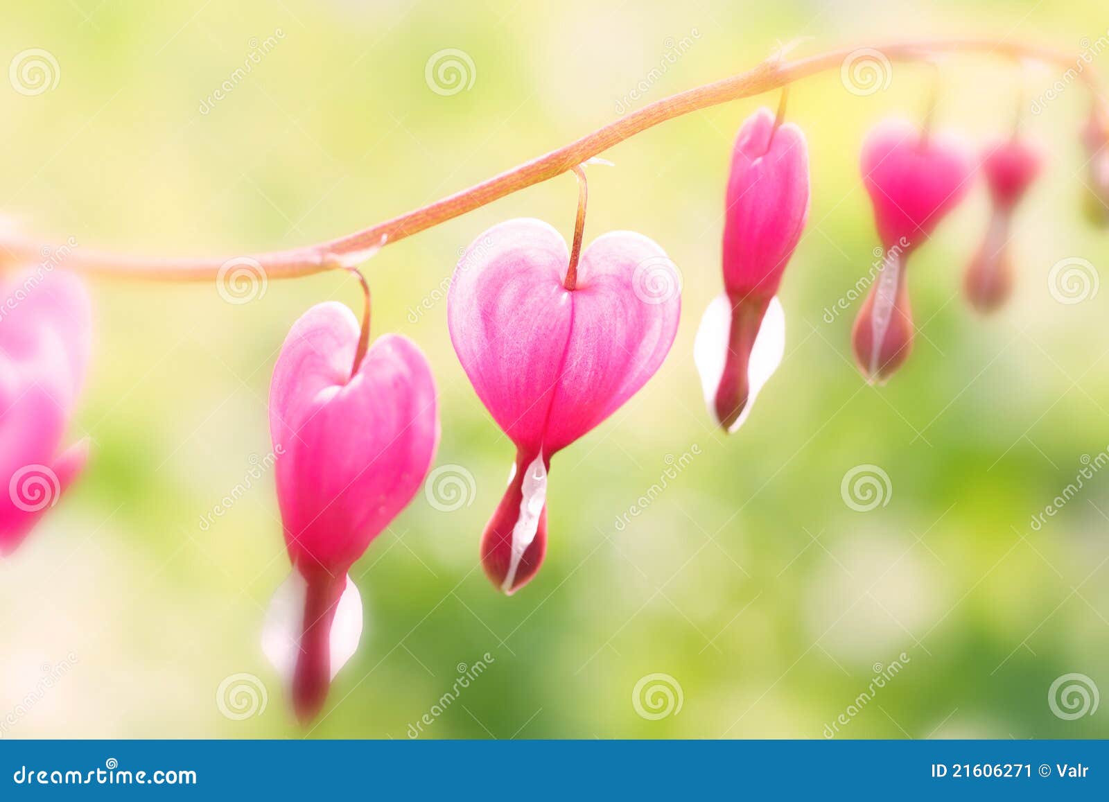 Dicentra - Bleeding Heart Flowers Stock Image - Image of delicate ...