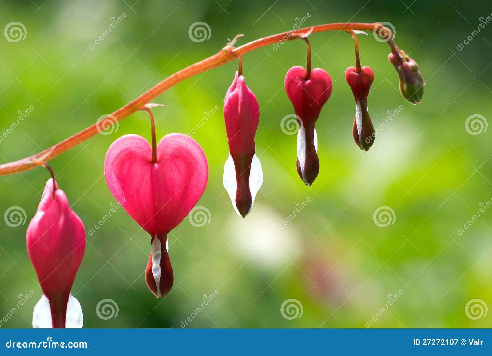 Dicentra - Bleeding Heart Flowers Stock Image - Image of flowers ...