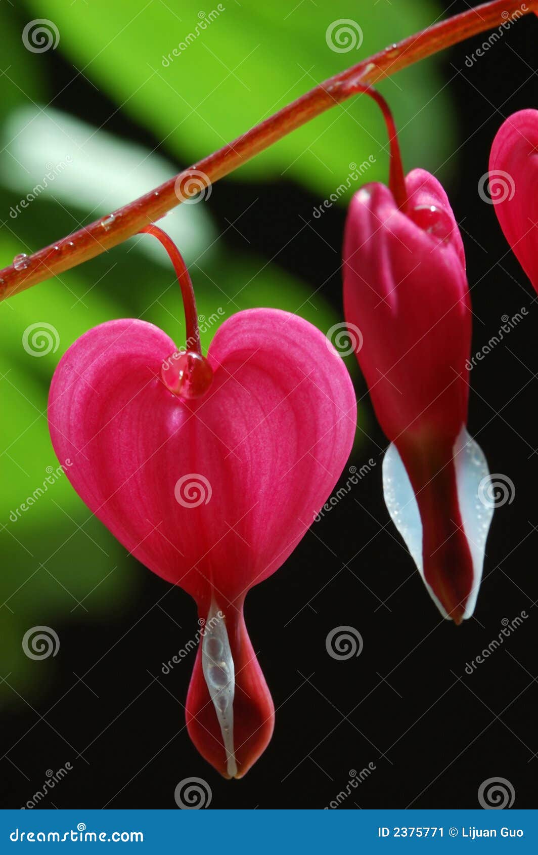 Dicentra Spectabilis stock image. Image of pretty, flower - 2375771