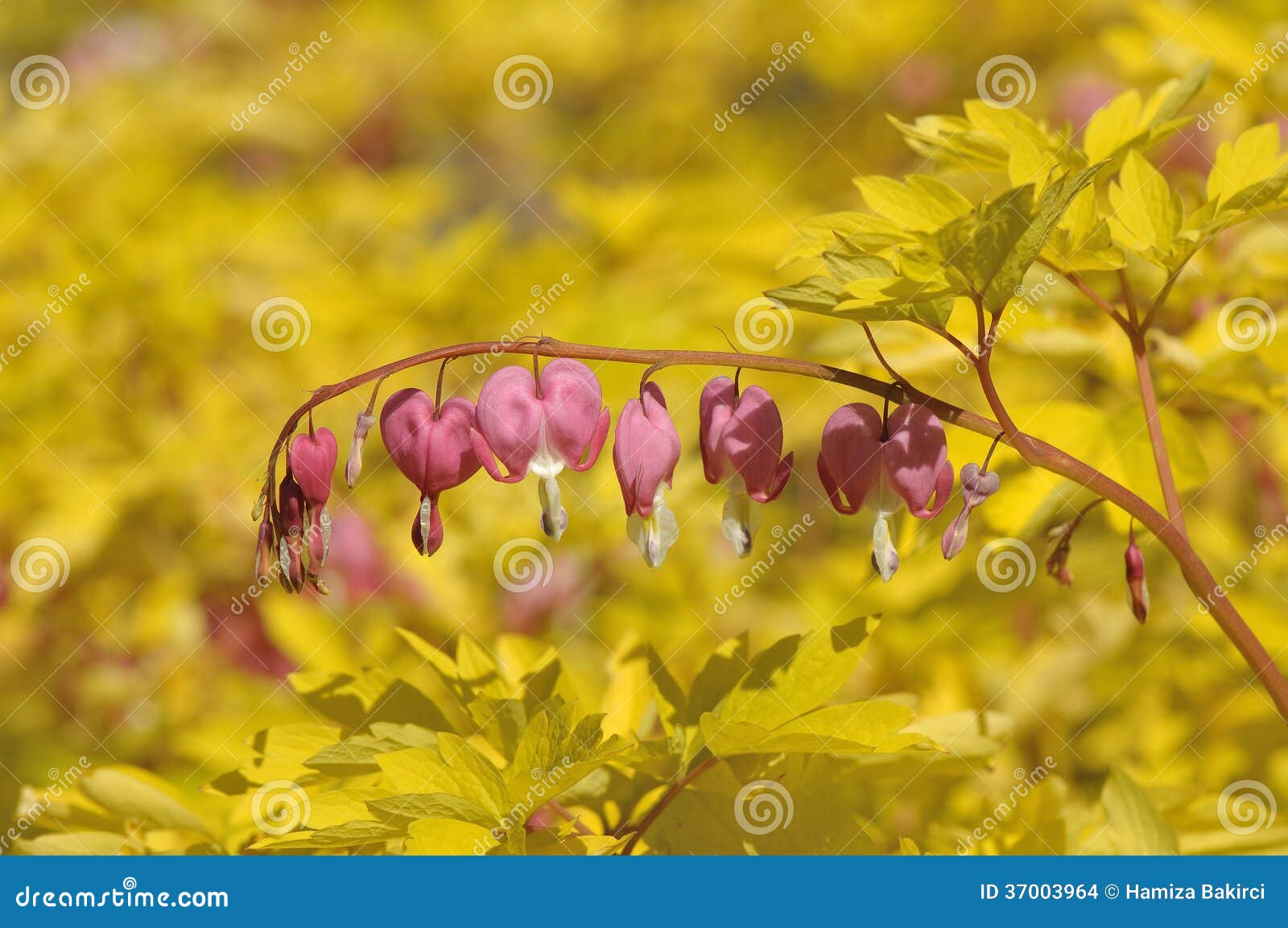 Dicentra spectabilis stock photo. Image of macro, park - 37003964