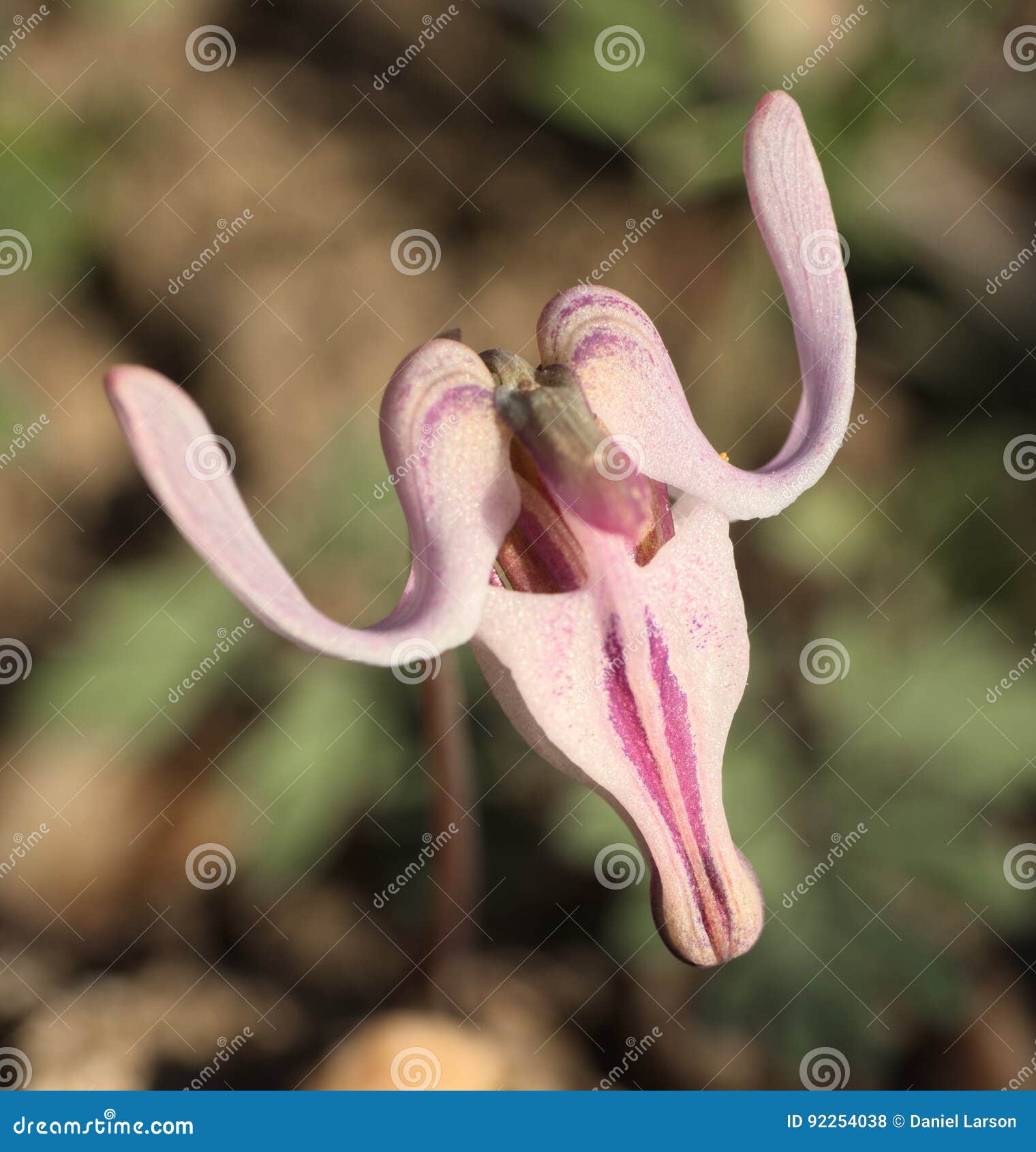 Dicentra Uniflora stock photo. Image of steers, dicentra - 92254038