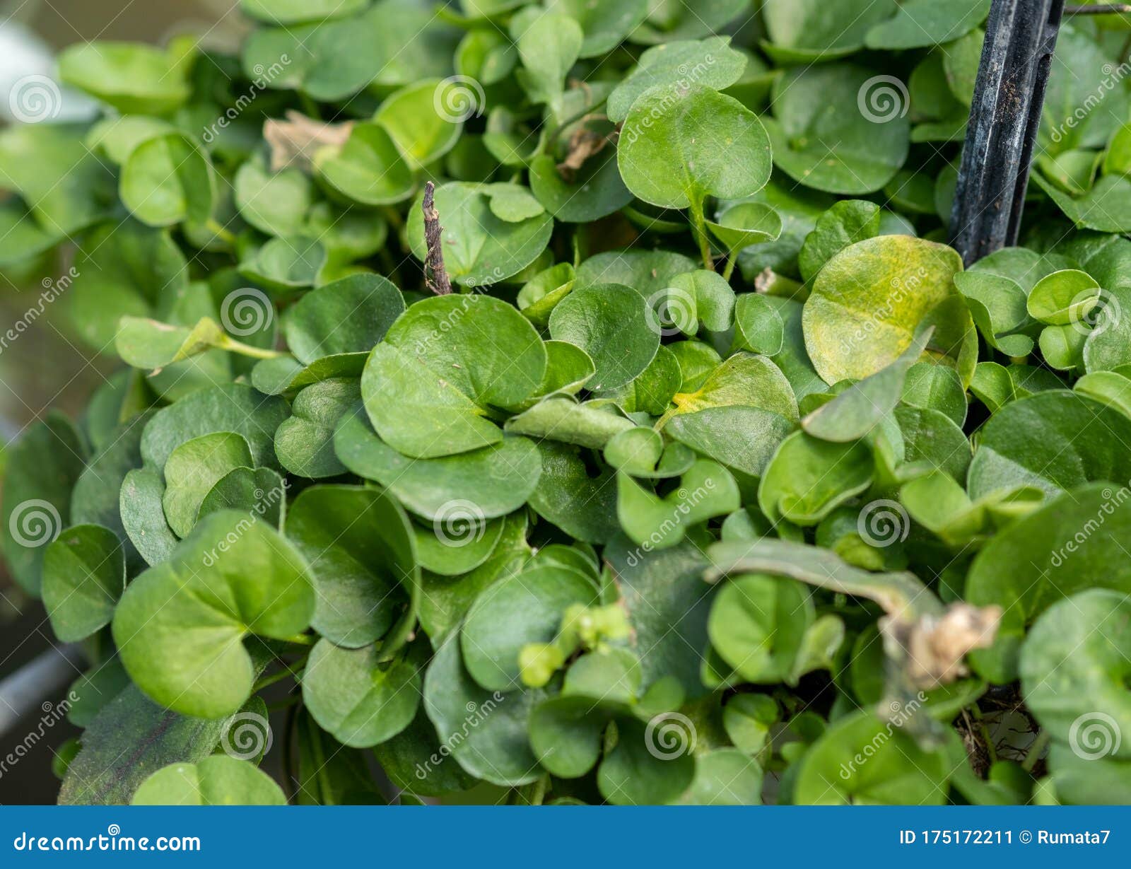 Dichondra Repens Plant is Grown at the Nursery Stock Image - Image of ...