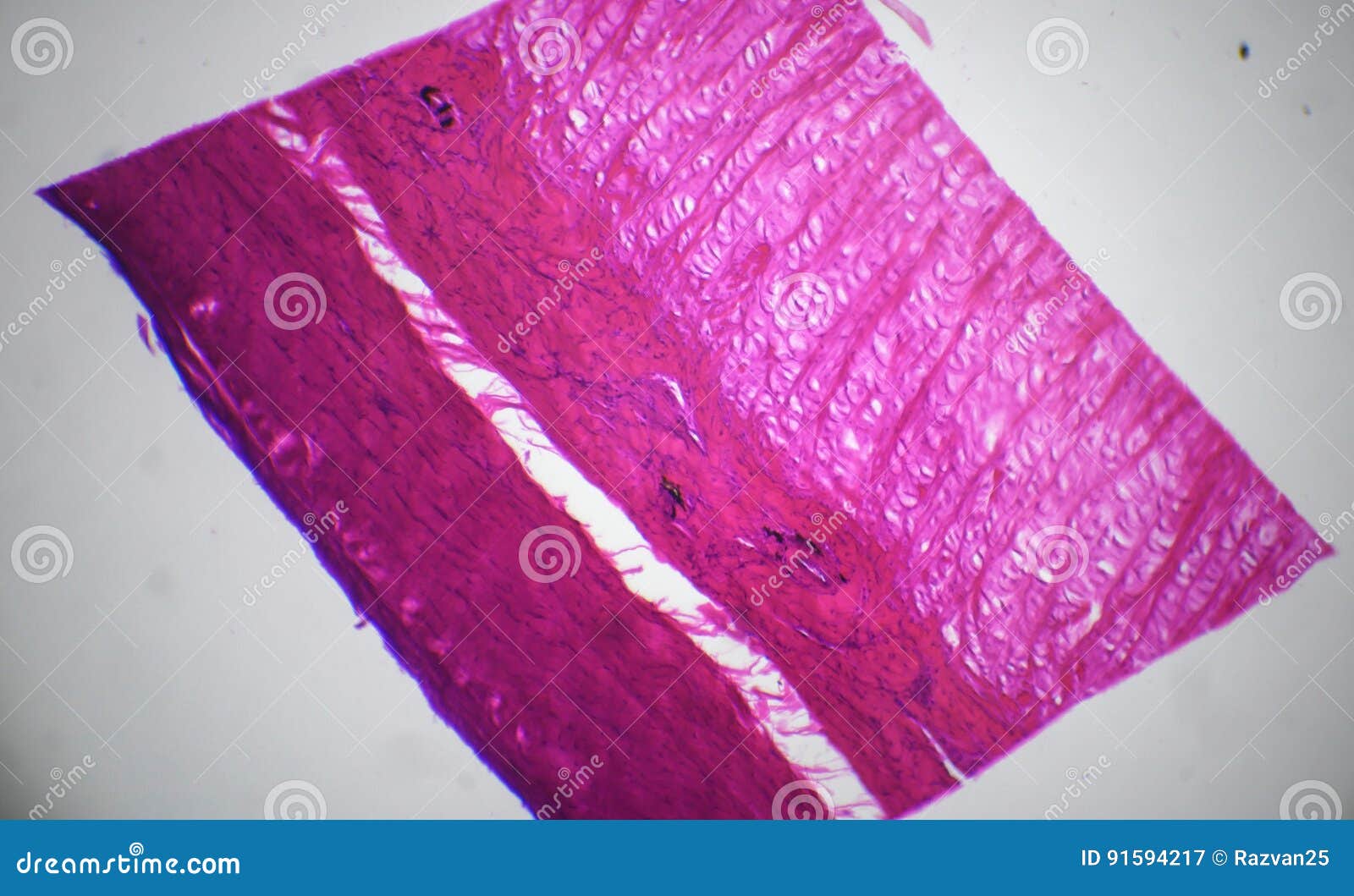 Dicht Bindweefsel, Rattit Onder De Microscoop Stock Afbeelding - Image ...