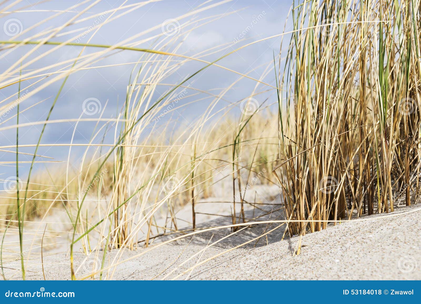 Dicht Duingras Op De Oostzee Stock Foto - Image of maritiem, kustlijn ...