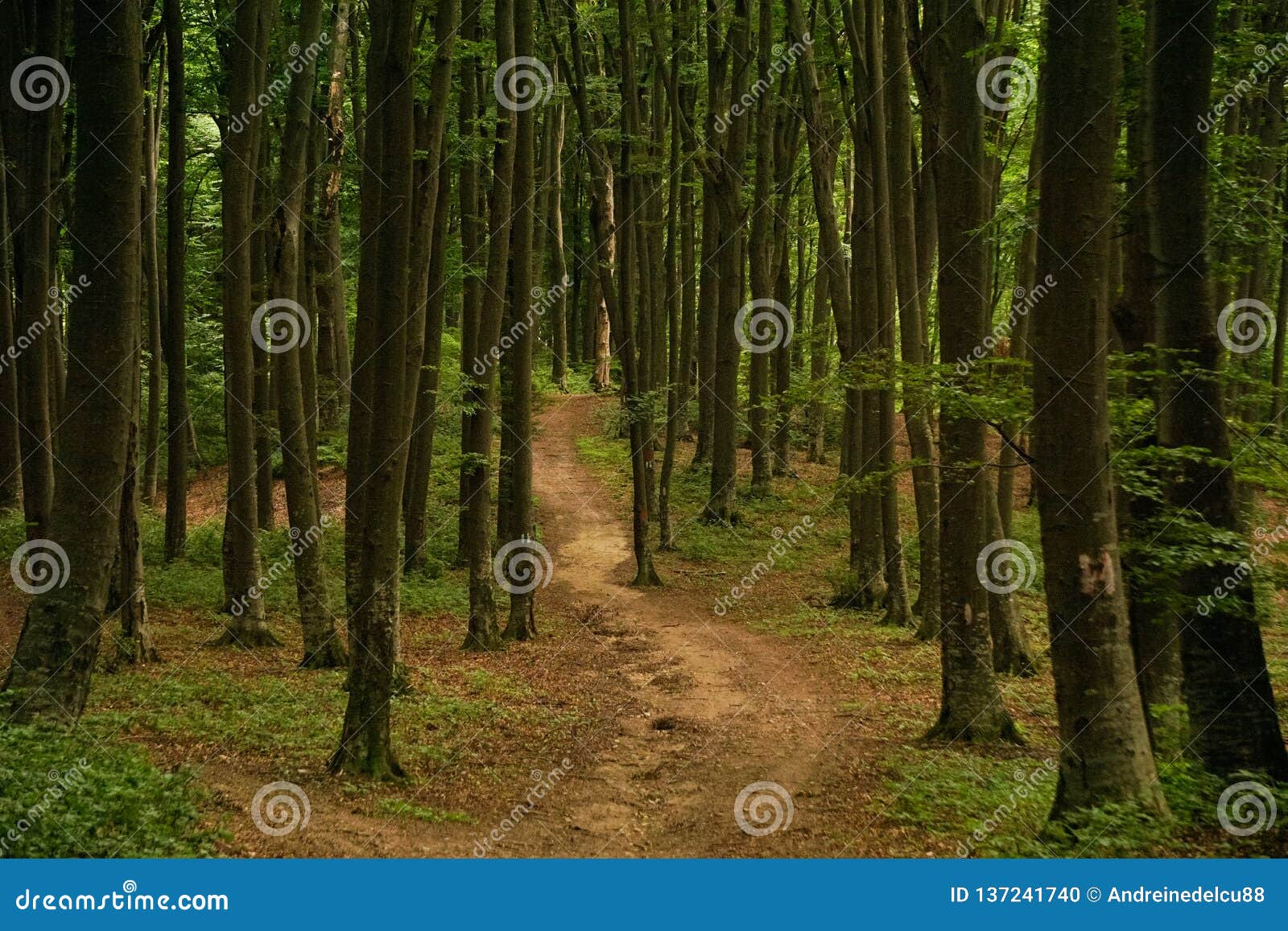 Dichte donkere bosweg stock foto. Image of grond, gebladerte - 137241740