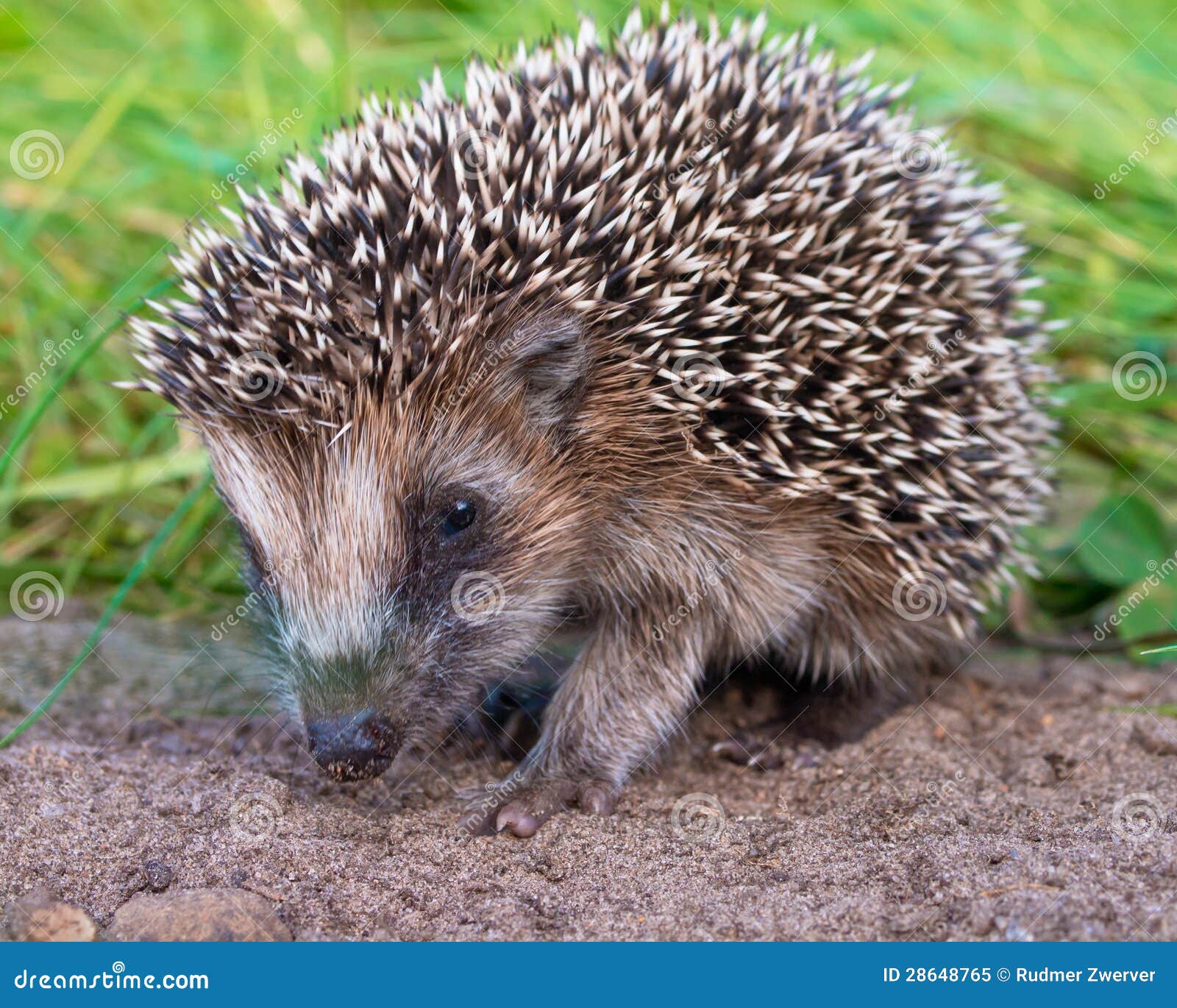 Dichte Omhooggaand Van De Baby Van De Egel Stock Afbeelding - Image of ...