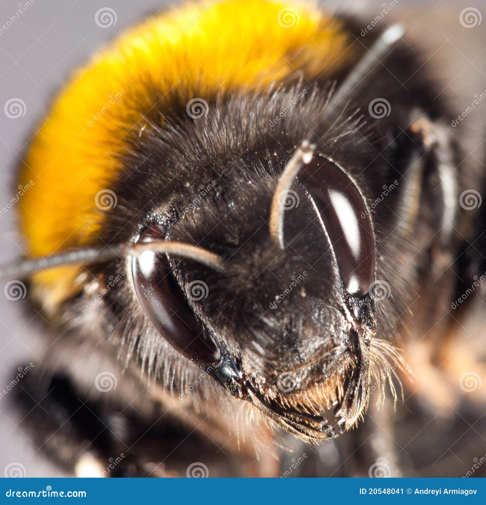 Dichte Omhooggaand Van De Hommel Stock Afbeelding - Image of bestuiving ...