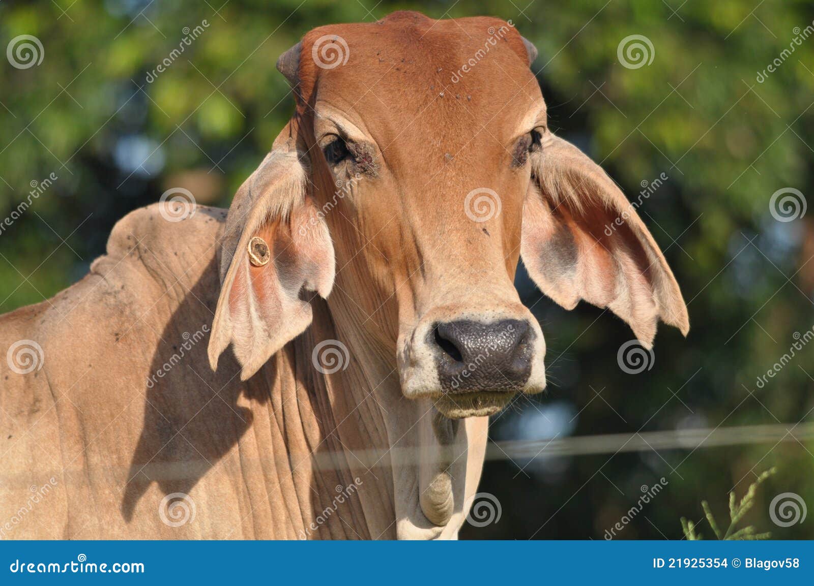 Dichte Omhooggaand Van Het Vee Van De Brahmaan Stock Foto - Image of ...