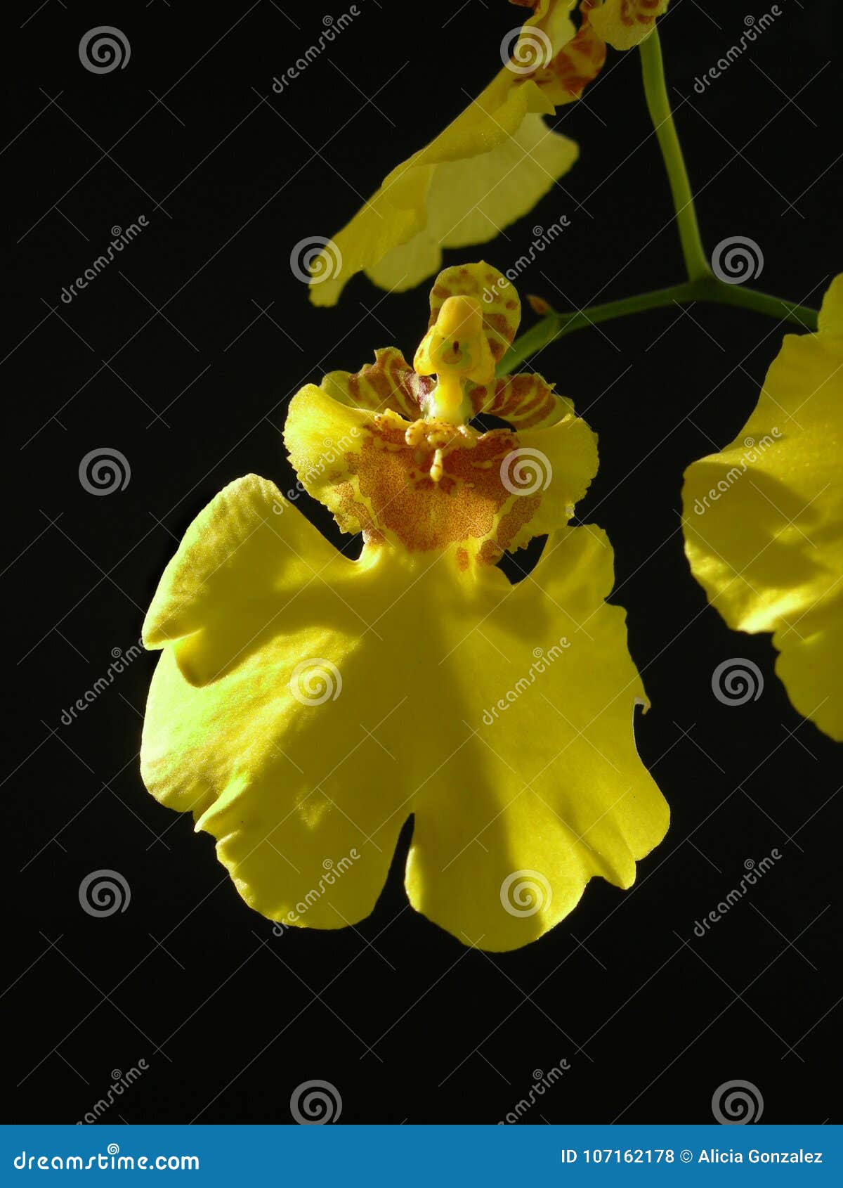 Dichte Omhooggaand Van Orchidee Gele Oncidium Stock Foto - Image of ...