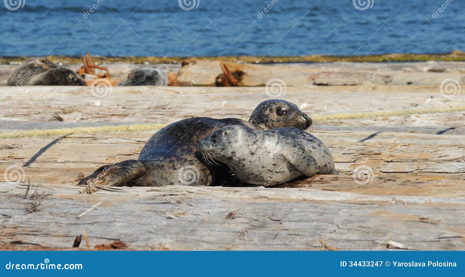 Babyrobbe stockbild. Bild von marinesoldat, nave, hafen - 34433247