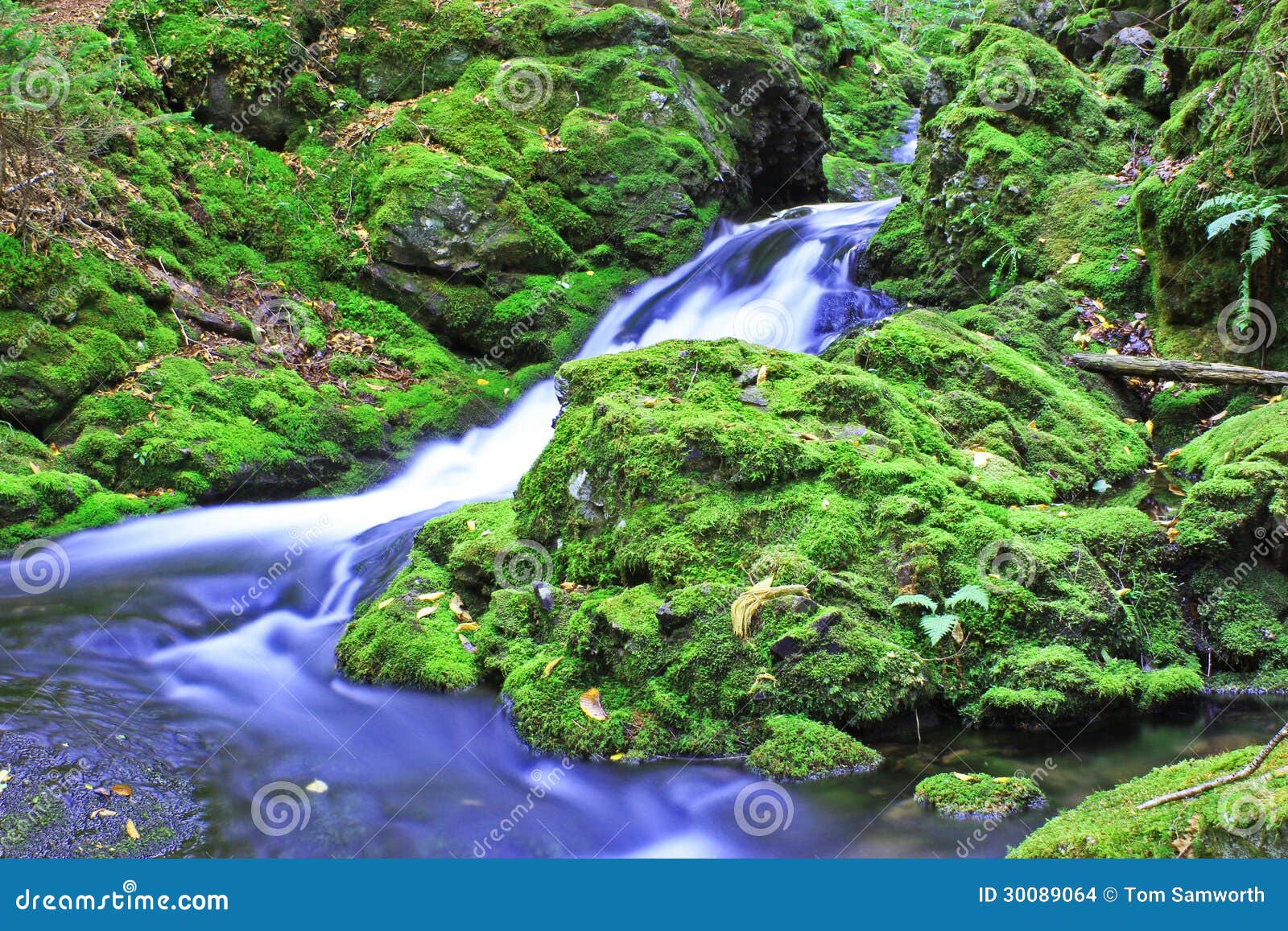 Green Moss and Cold Water stock photo. Image of moss - 30089064