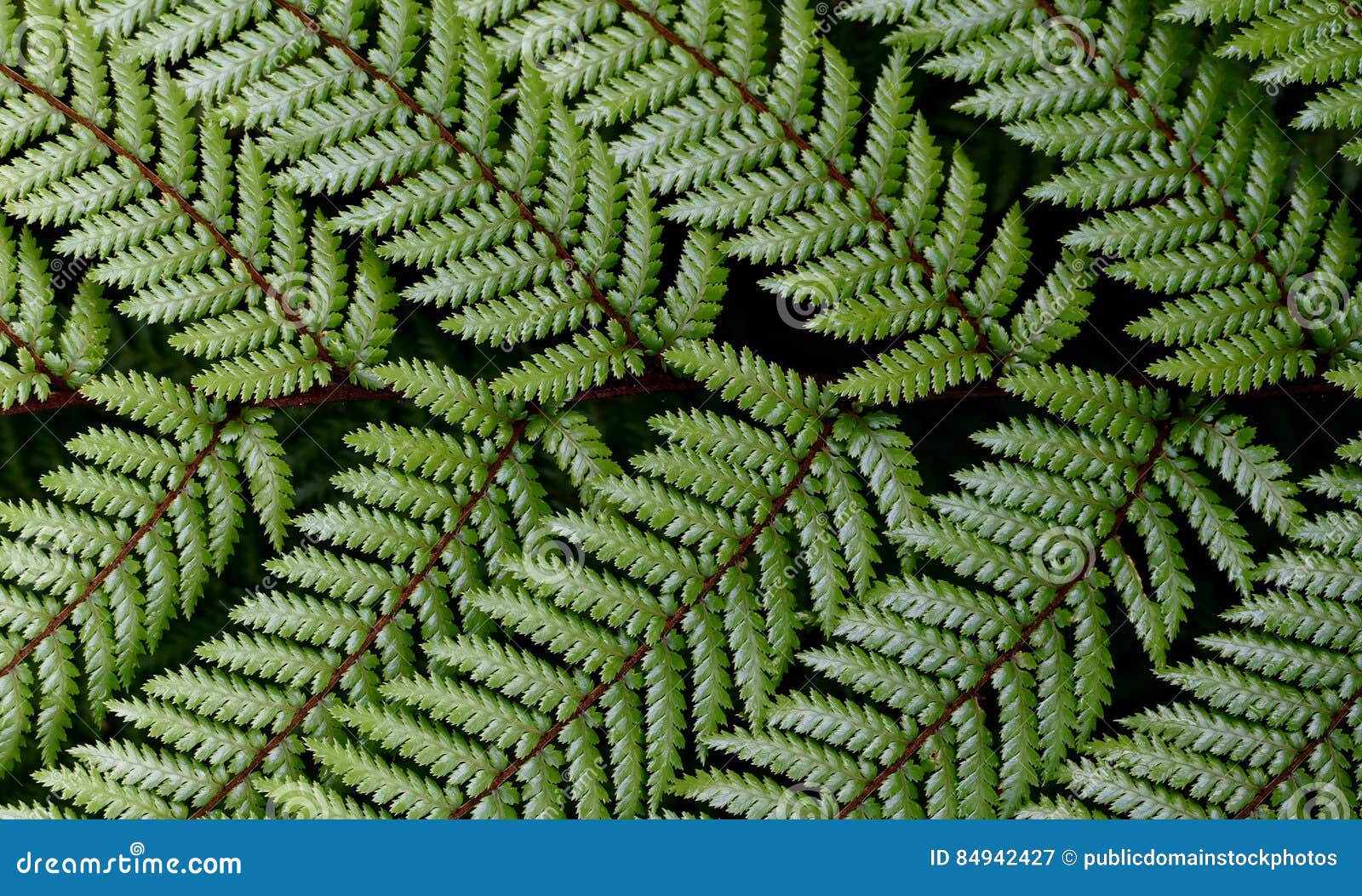 Dicksoniasquarrosa Wheki NZ-ormbunke Bild. Bild: 84942427