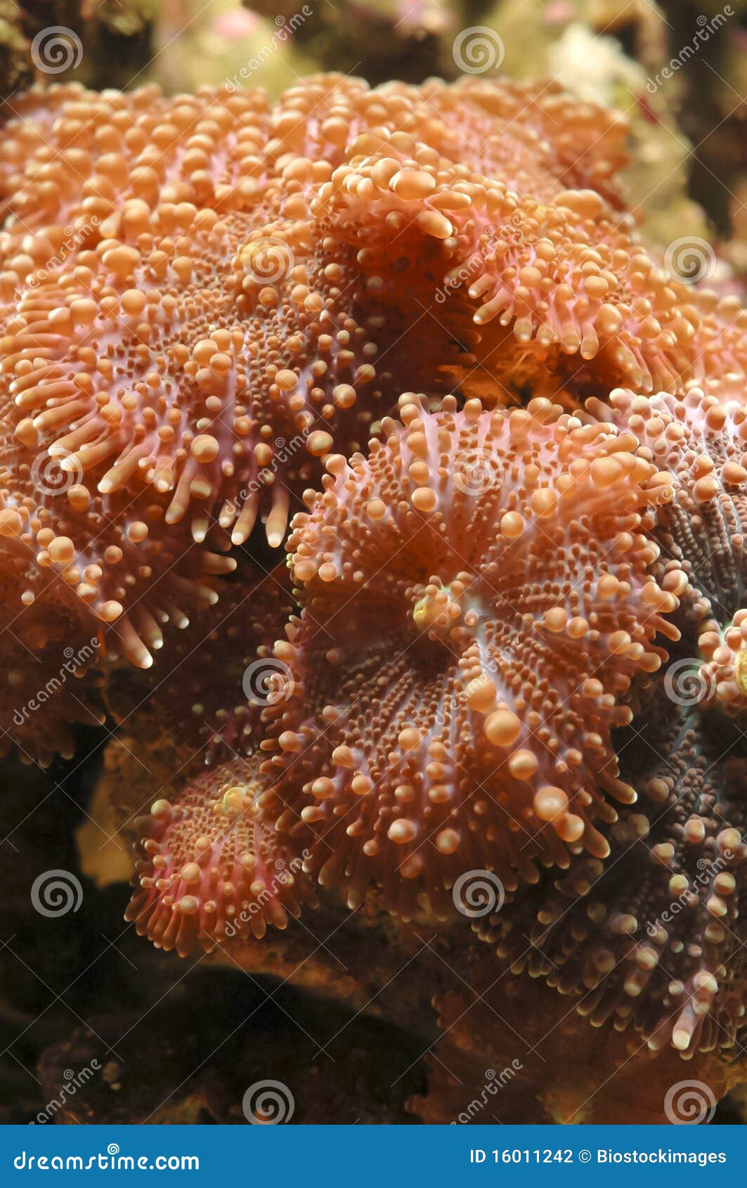 Dicosoma mushroom anemone stock photo. Image of cnidaria - 16011242