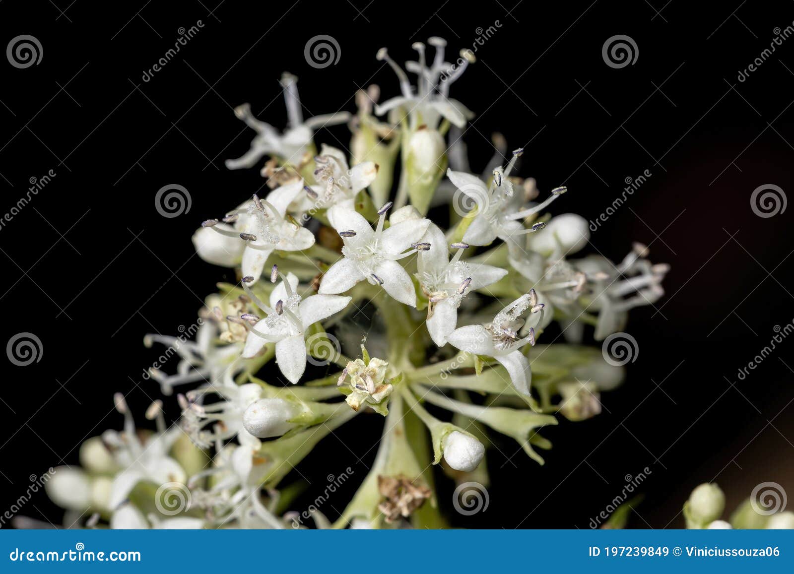 Dicot Flower stock image. Image of botany, season, color - 197239849