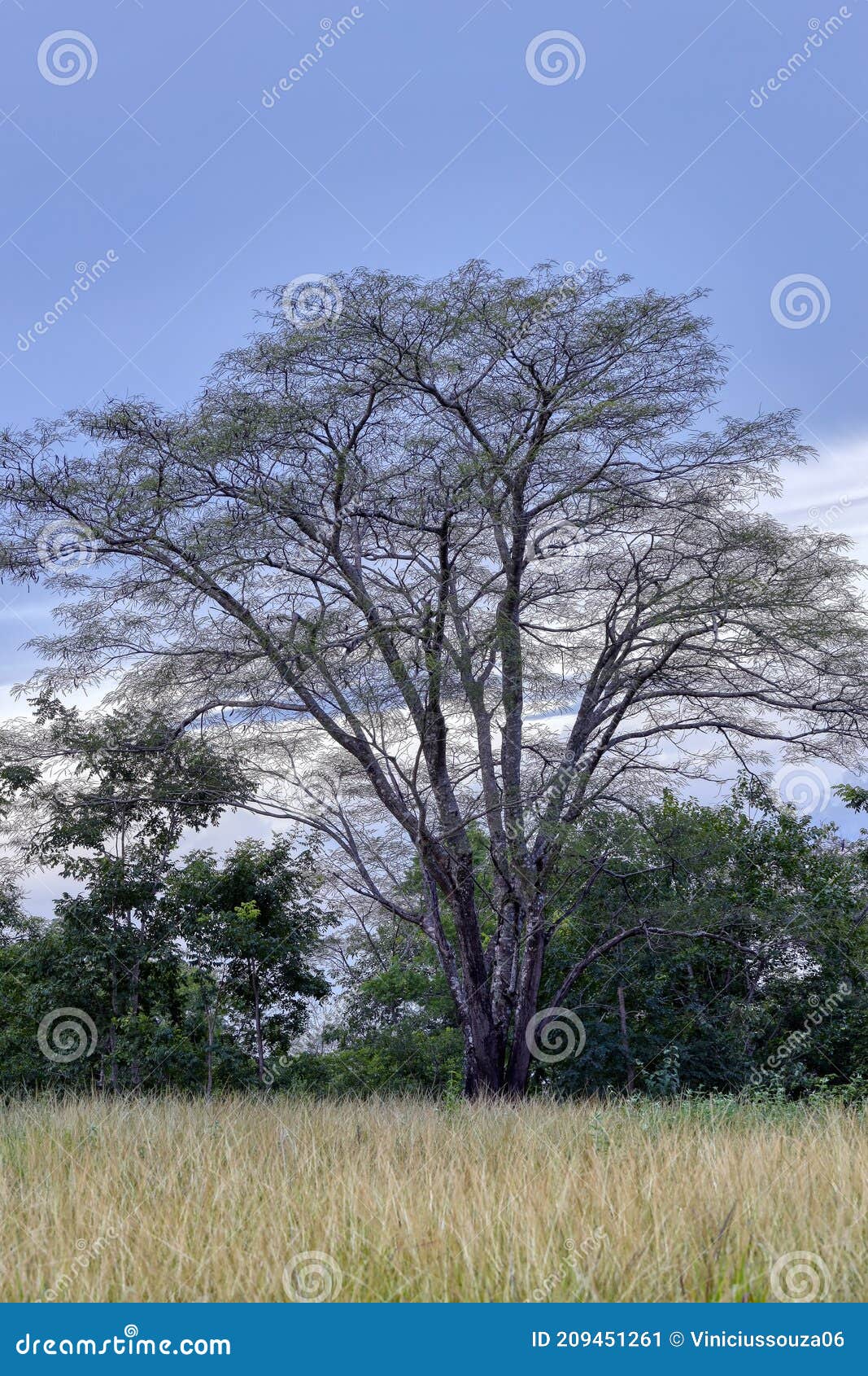 Dicot tree in a field stock image. Image of flora, rural - 209451261