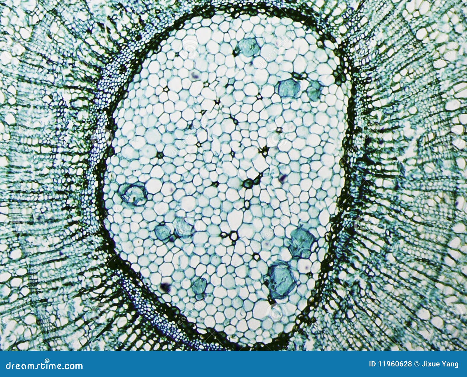 Dicotyledon Stem - Microscopic View Royalty-Free Stock Photo ...