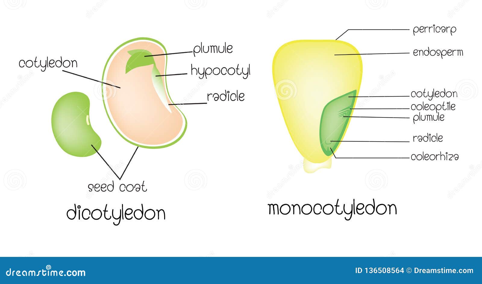 Dicotyledon Vs Monocotyledon Stock Vector - Illustration of coat, seed ... Dicotyledon Vs Monocotyledon Stock Vector - Illustration of coat, seed ...