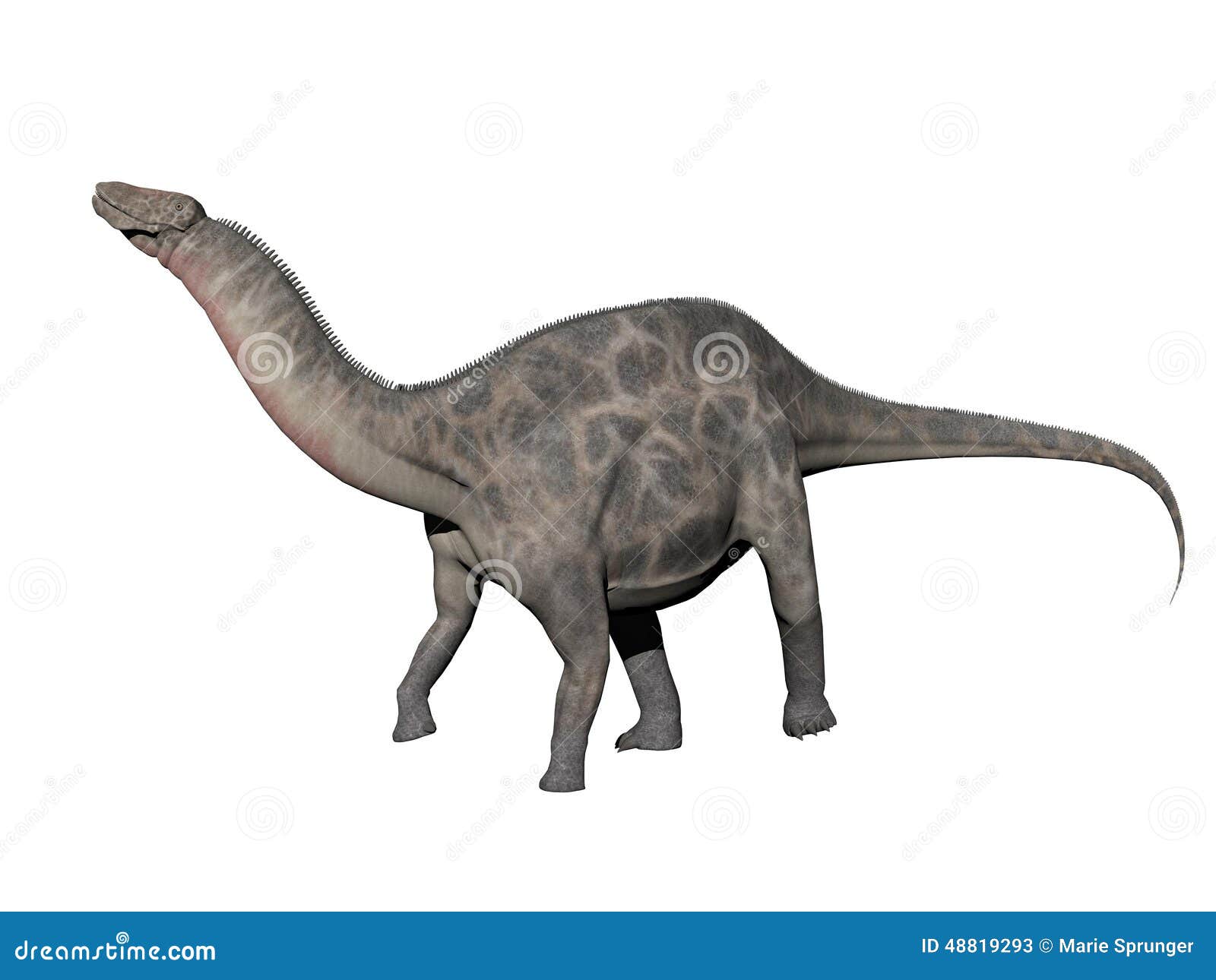 Dicraeosaurus Dinosaur Tail Royalty-Free Stock Photo | CartoonDealer ...
